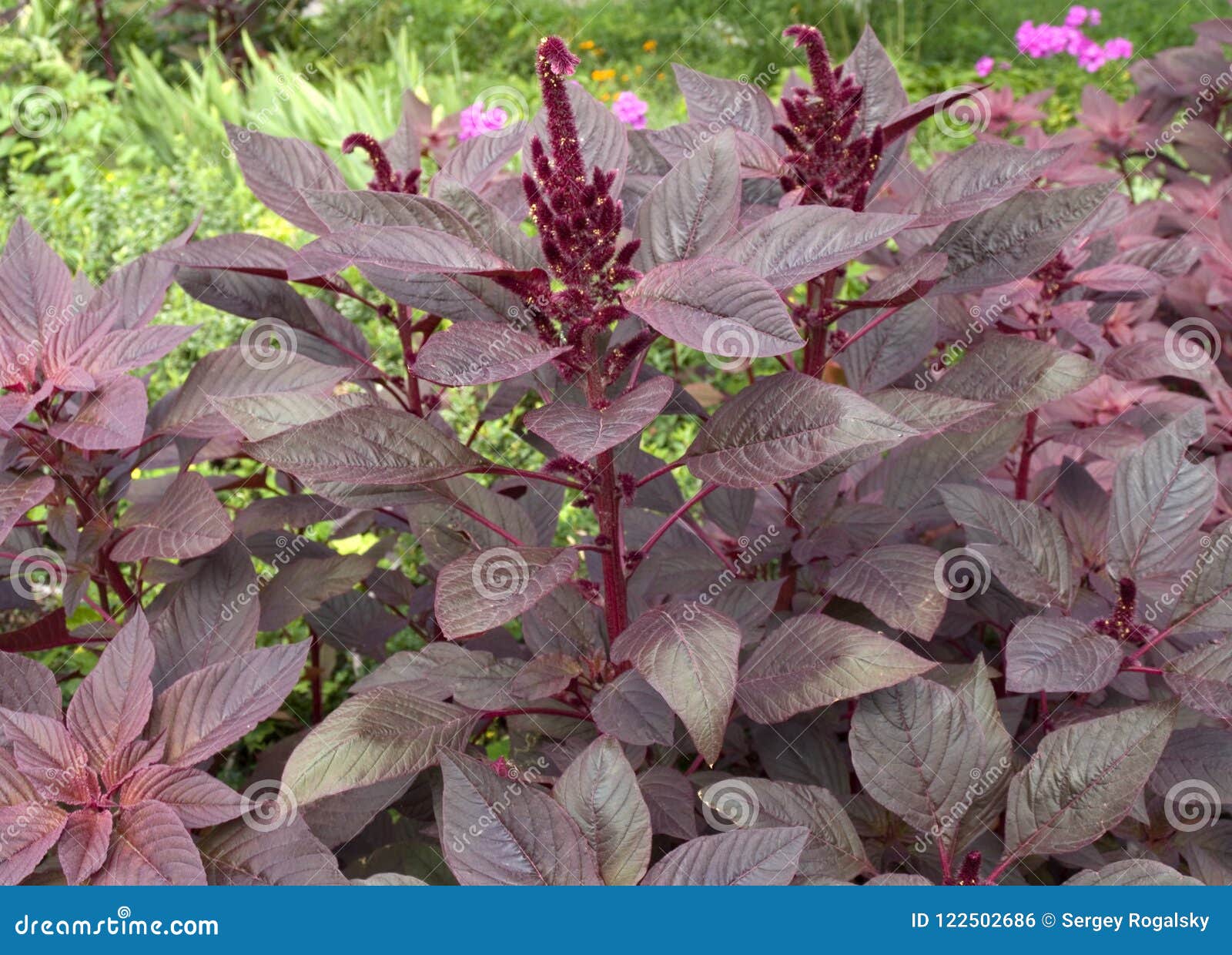 Planta Ornamental Del Amaranto Foto de archivo - Imagen de amaranto ...