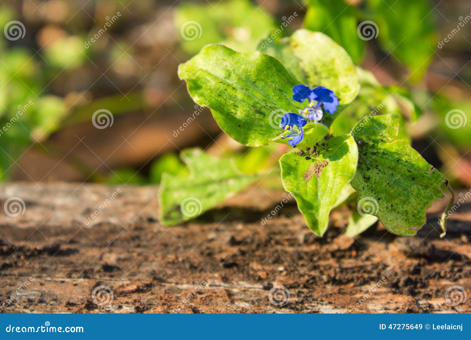 Planta Pequena Com Flor Roxa Imagem de Stock - Imagem de roxo, violeta ...