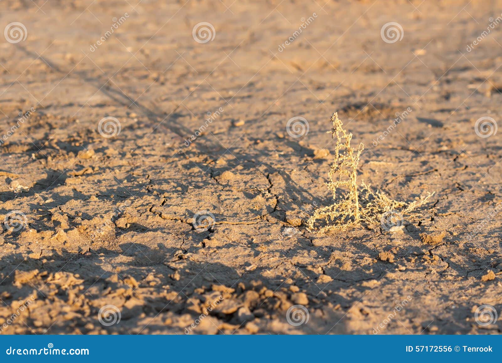 A Planta Perdida Na Terra Da Terra Da Seca Secou Sem Chuva Foto de ...