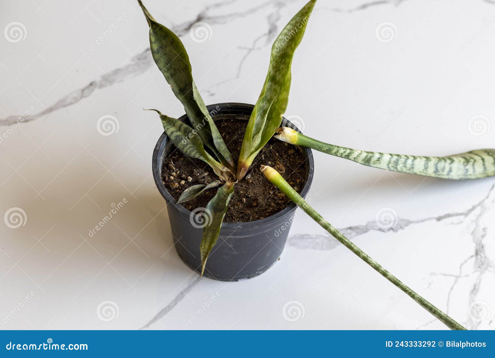 Planta Podrida De Serpiente Sansevera En Una Olla Foto de archivo ...