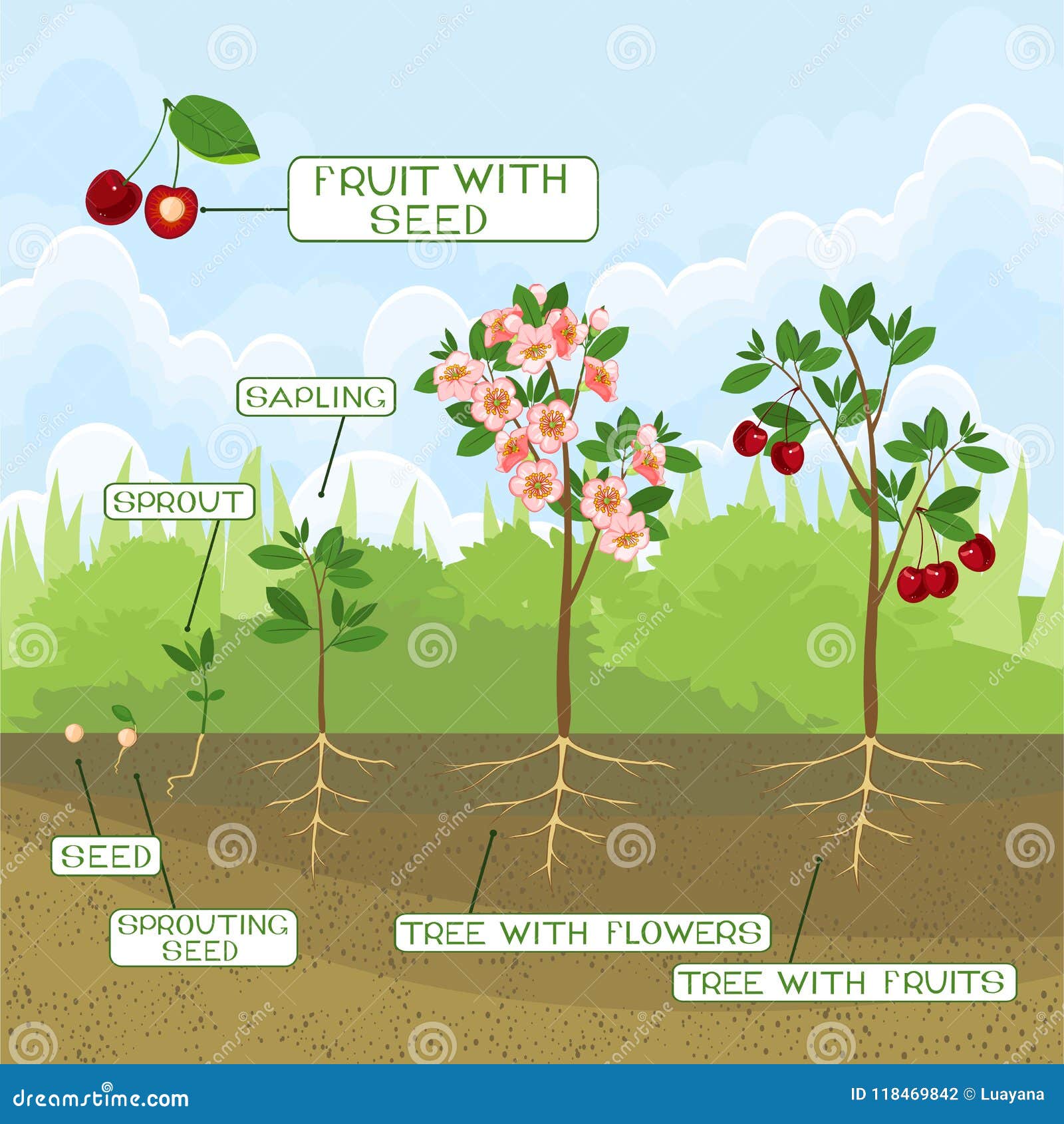 Planta Que Crece De La Semilla Al Cerezo Ilustración Del Vector