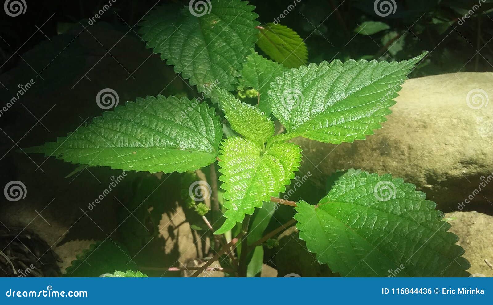 Planta que pica foto de archivo. Imagen de picante, viene - 116844436
