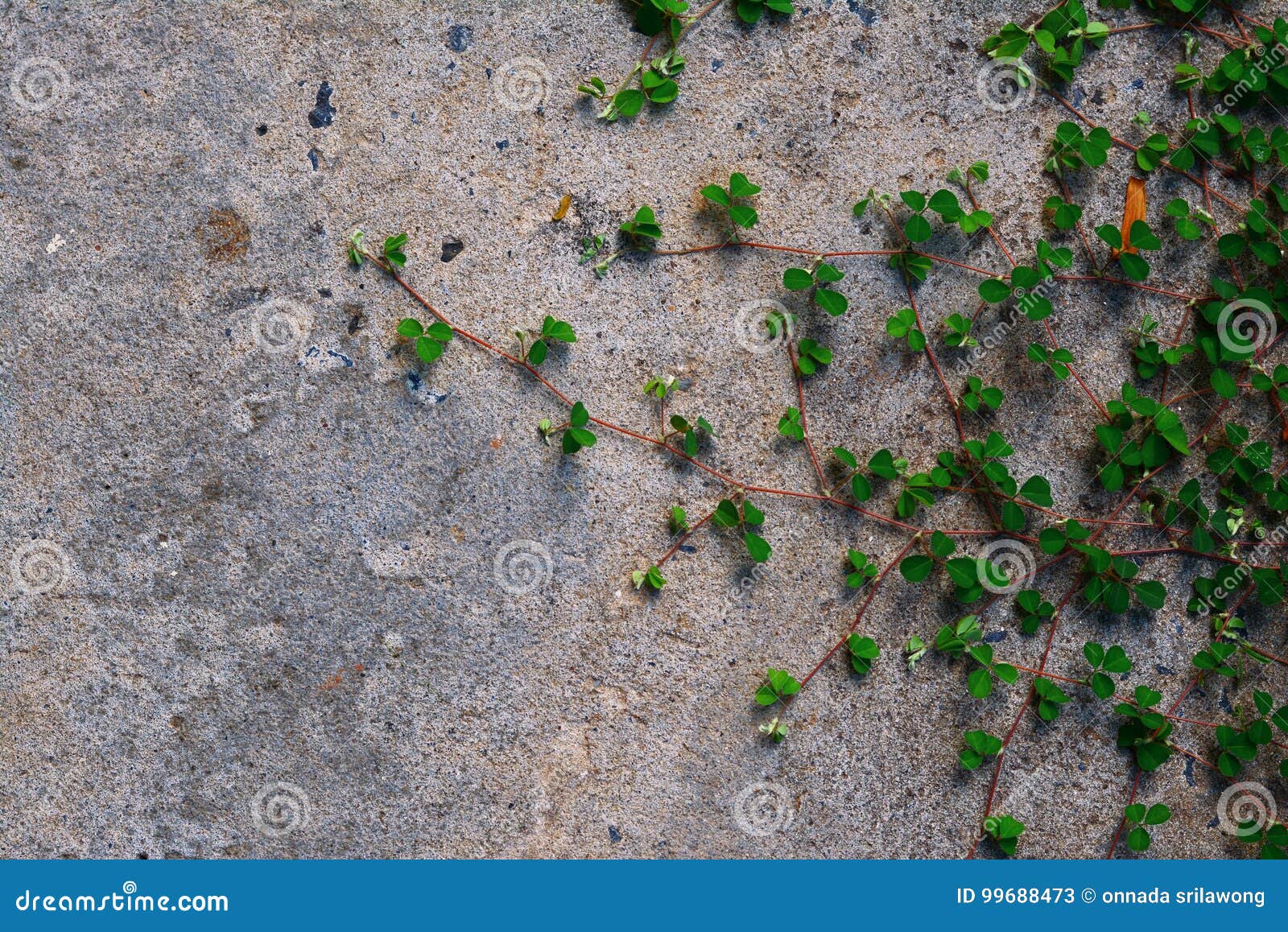 Planta Que Sube Molida Y Verde Del Cemento Imagen de archivo - Imagen ...
