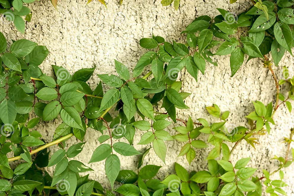 Planta que sube verde imagen de archivo. Imagen de paredes - 38693127