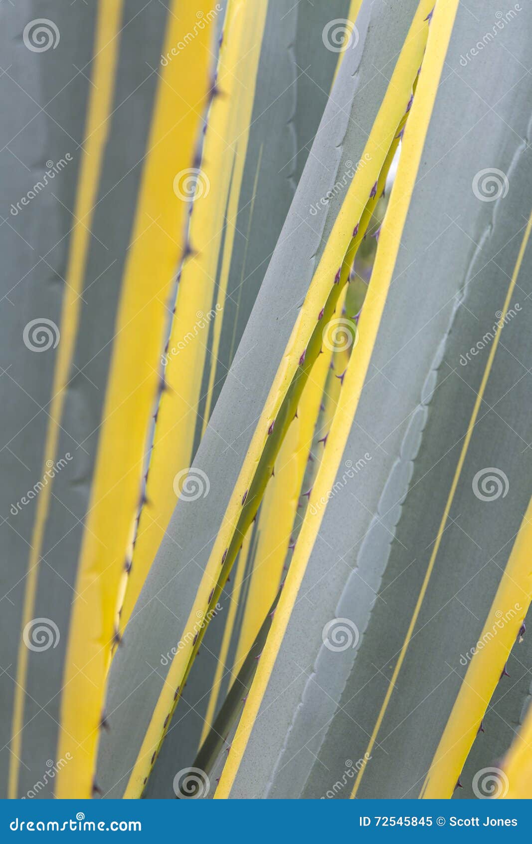 Planta rayada de la yuca imagen de archivo. Imagen de suculento - 72545845