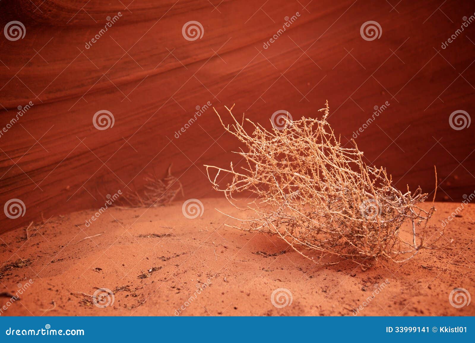 Planta Rodadora En Barranco Imagen de archivo - Imagen de alga ...