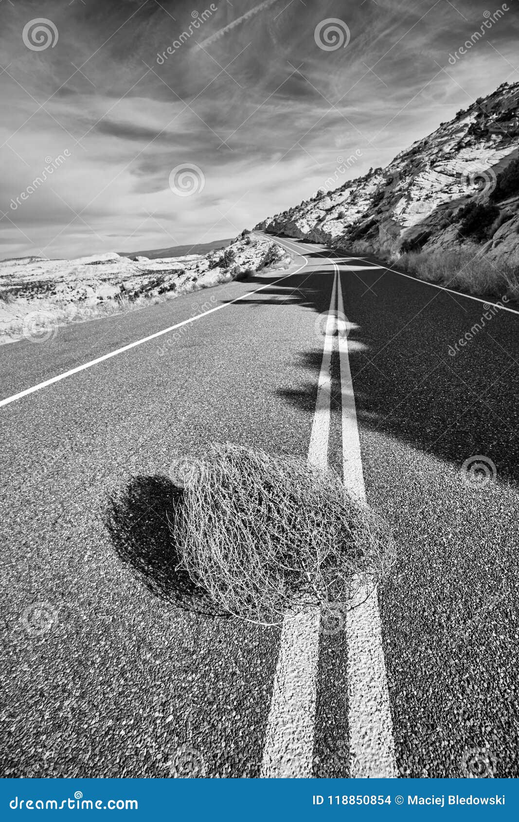 Planta Rodadora En Un Camino Foto de archivo - Imagen de america ...