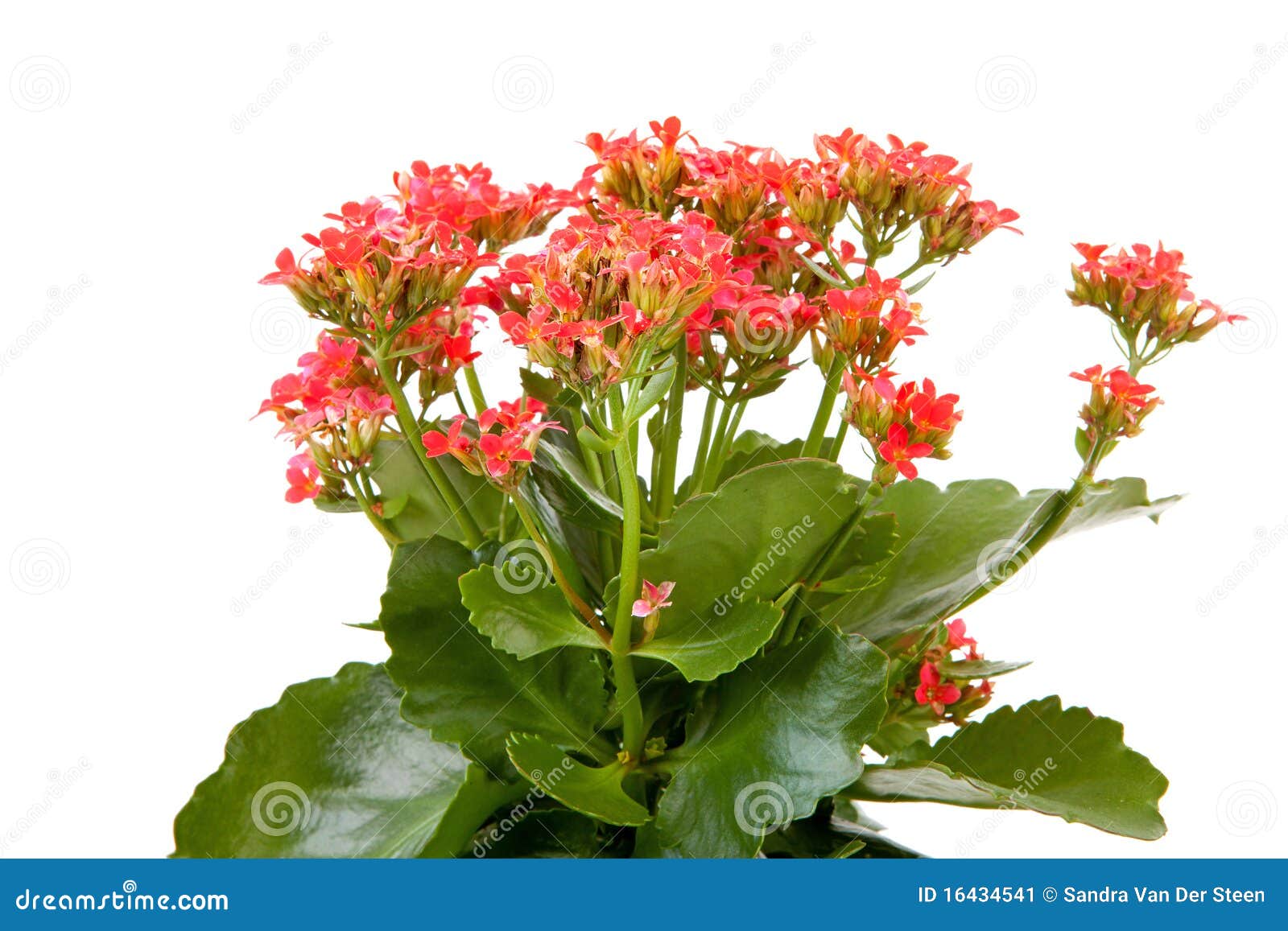 Planta Rosada De La Flor Del Kalanchoe Imagen de archivo - Imagen de ...