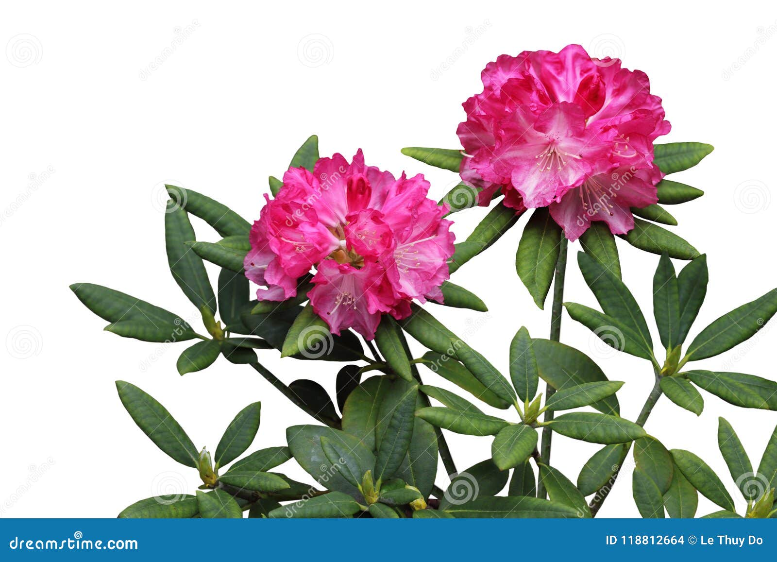 Planta Rosada De La Flor Del Rododendro Foto de archivo - Imagen de ...