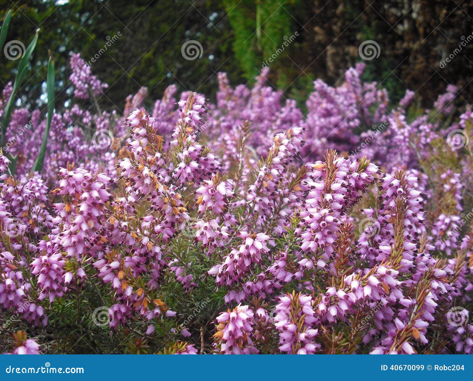 Planta roxa do arbusto imagem de stock. Imagem de roxo - 40670099