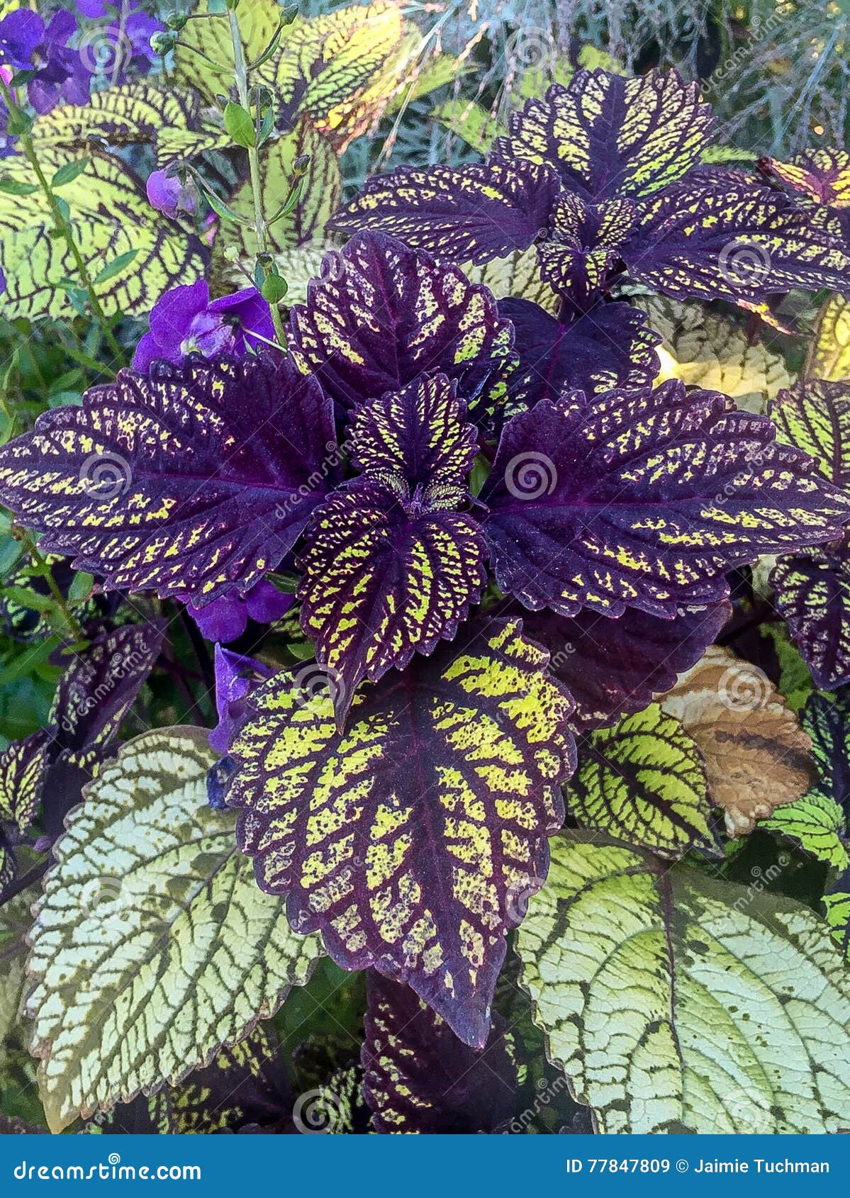 Planta roxa e verde imagem de stock. Imagem de flor, veado - 77847809