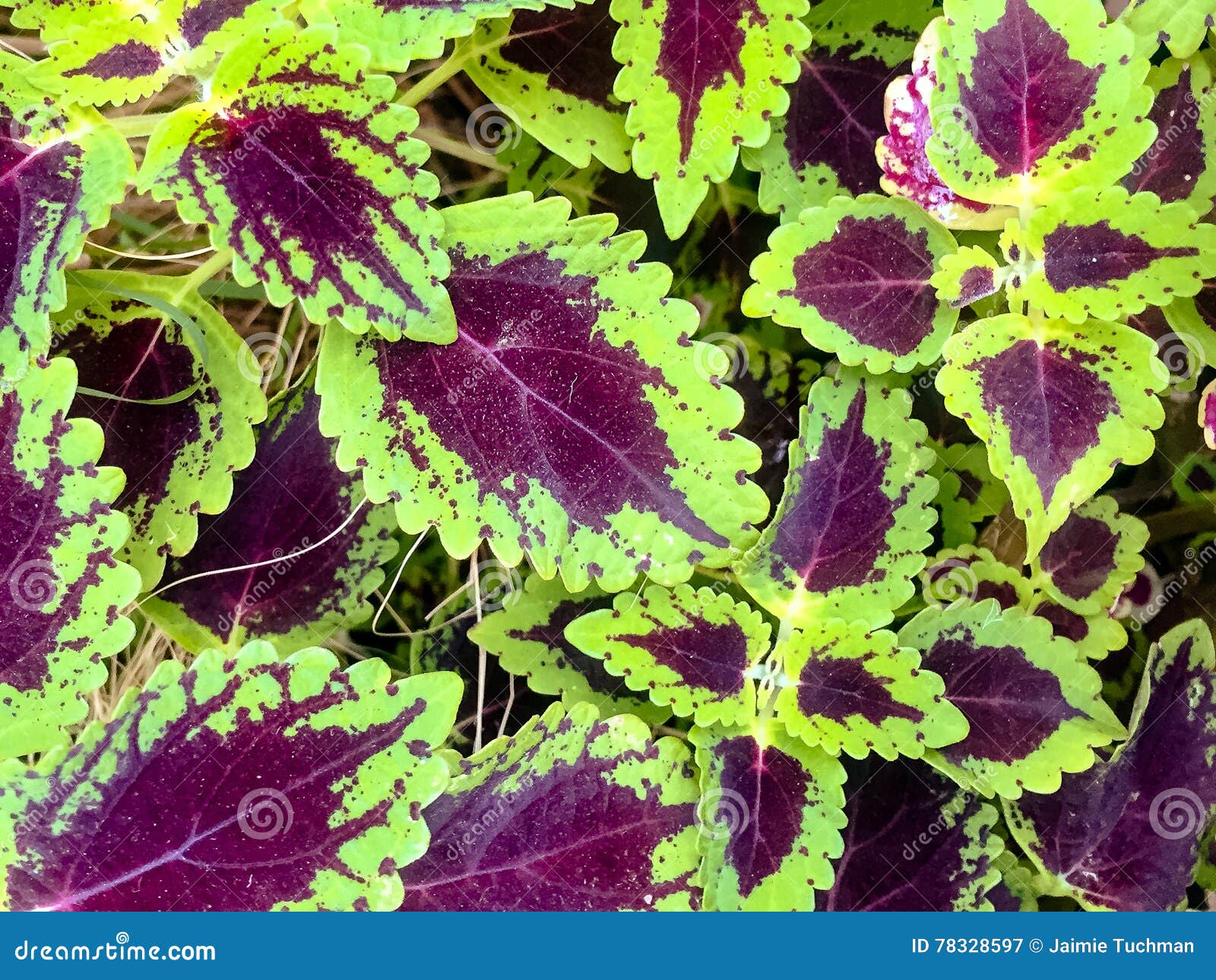 Plantas Com Folhas Roxas E Verdes - BRUNIV