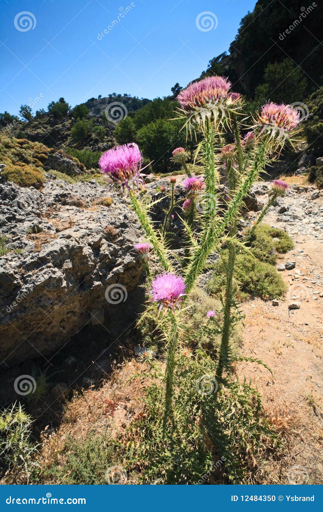 Planta Roxa No Cleft De Imbros Foto de Stock - Imagem de limpar, fenda ...