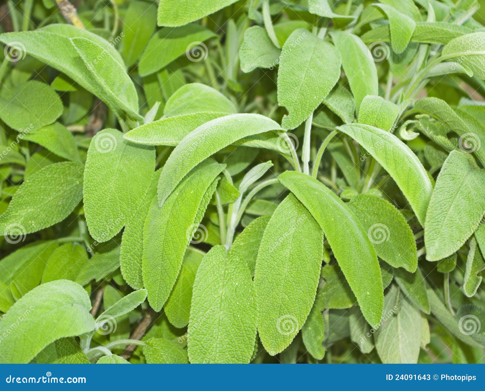 Planta sabia imagen de archivo. Imagen de perfumado, cierre - 24091643