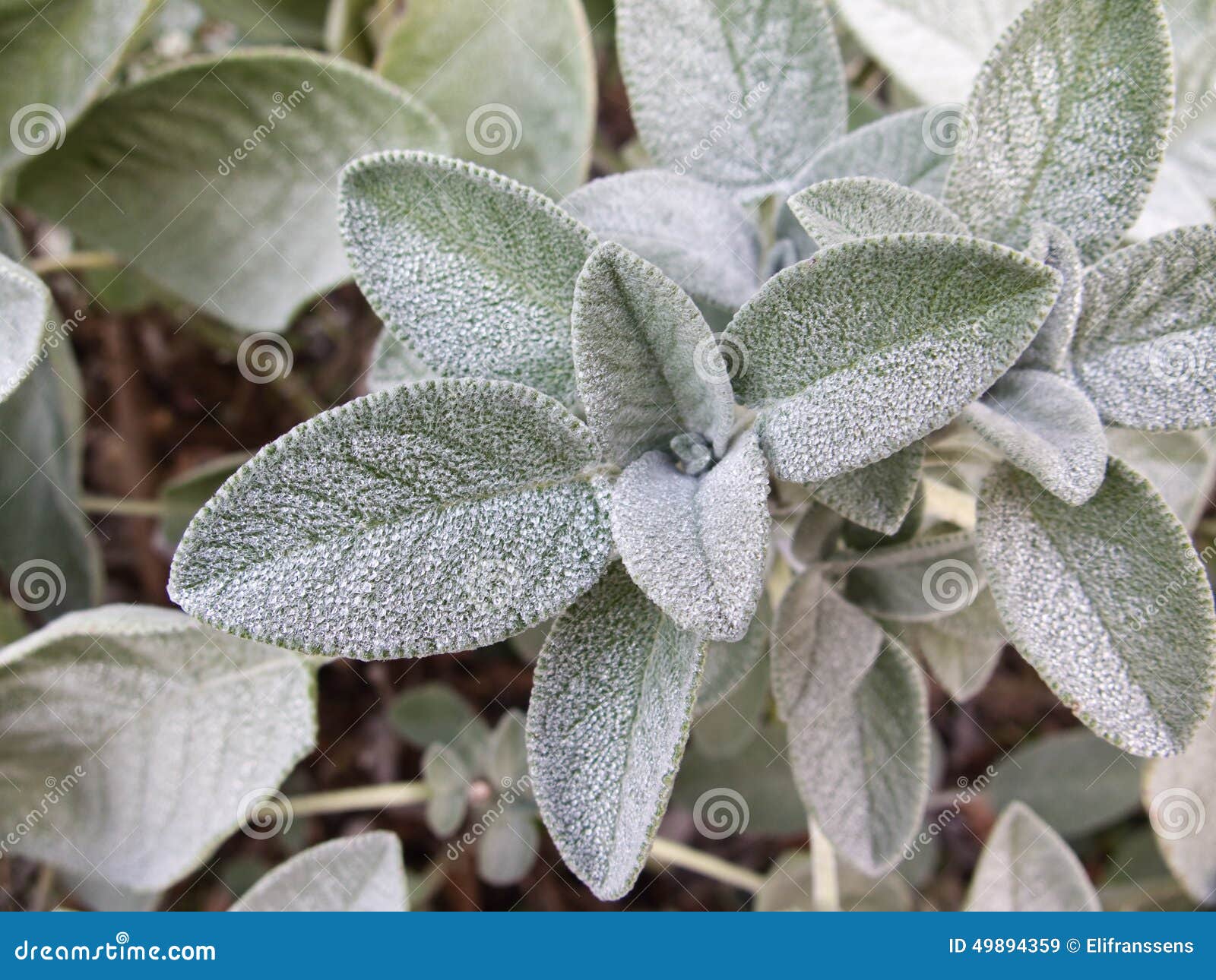 Planta sabia imagen de archivo. Imagen de hierba, sabio - 49894359