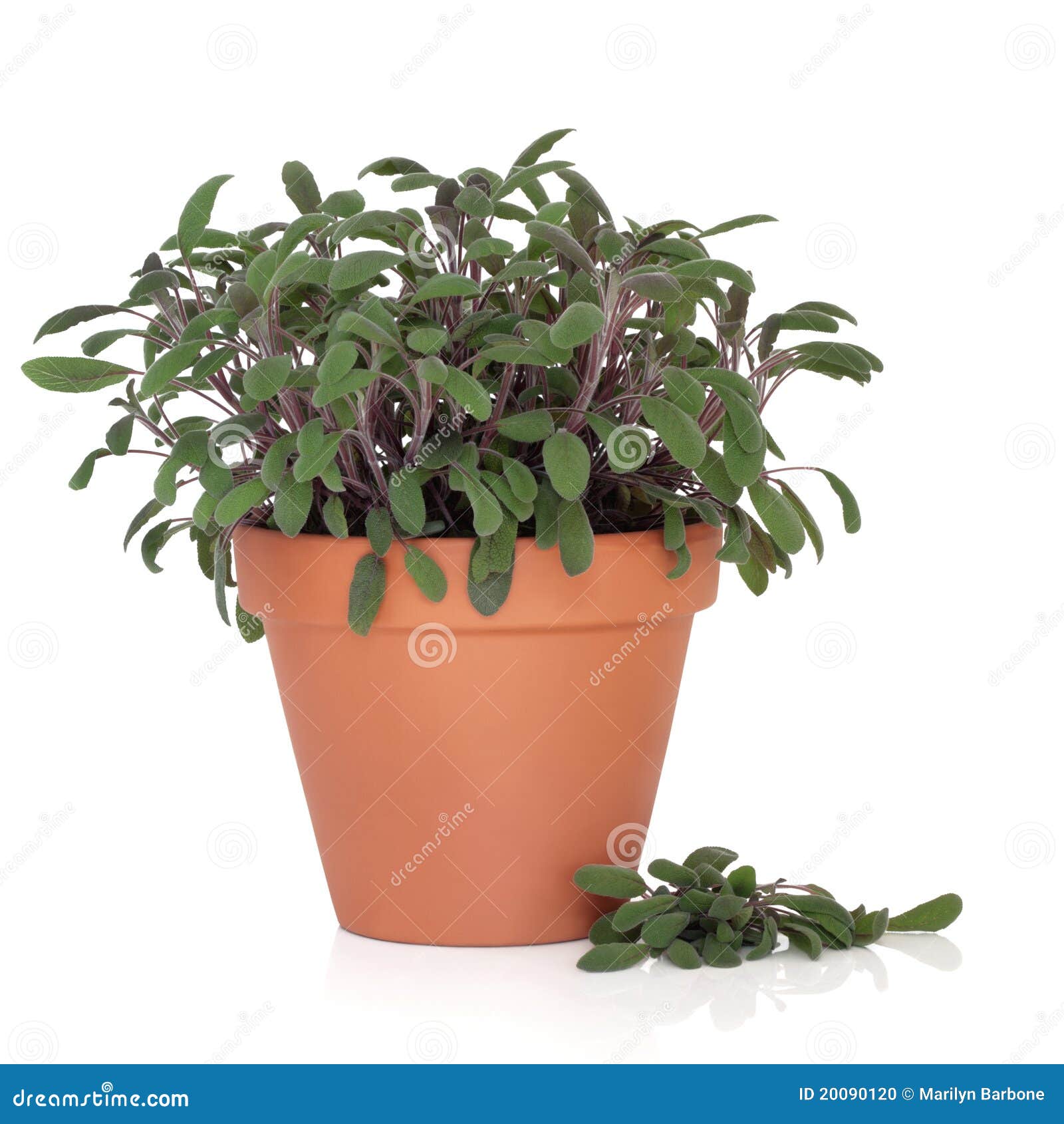 Planta sabia de la hierba foto de archivo. Imagen de blanco - 20090120