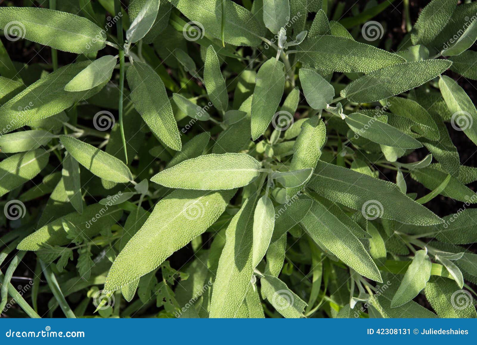 Planta sabia de la hierba imagen de archivo. Imagen de fondo - 42308131