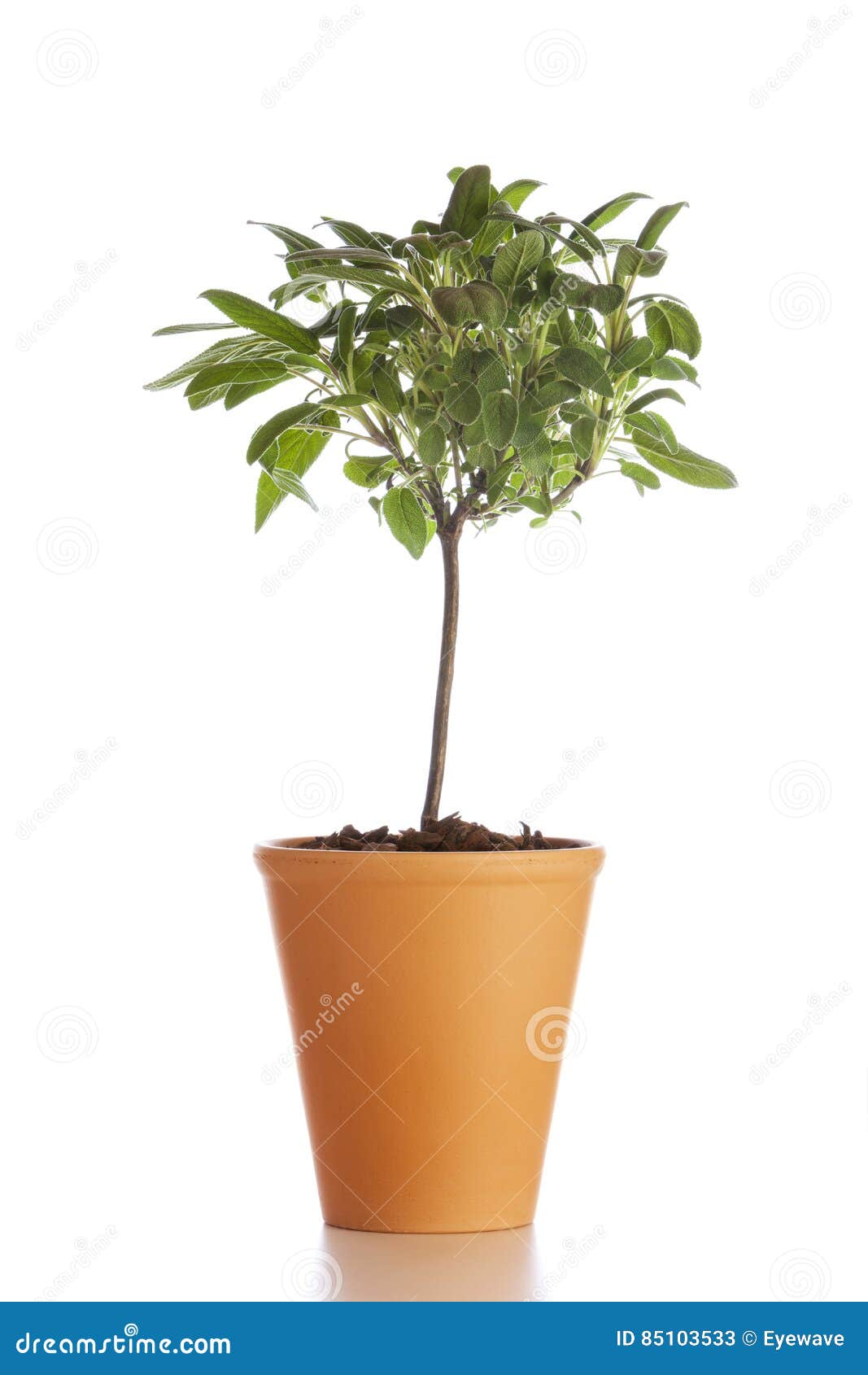 Planta Sabia En Conserva Aislada Imagen de archivo - Imagen de medicina ...