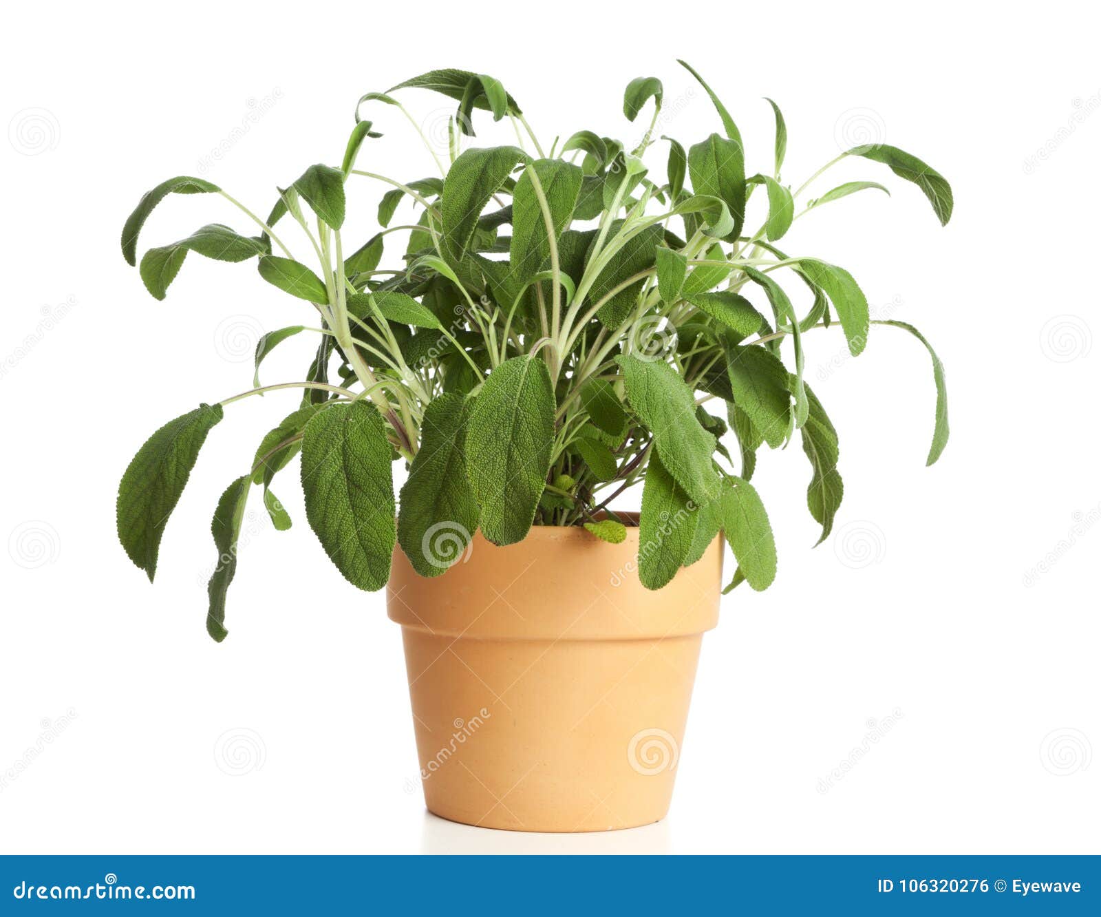 Planta Sabia En Conserva Aislada En Blanco Foto de archivo - Imagen de ...