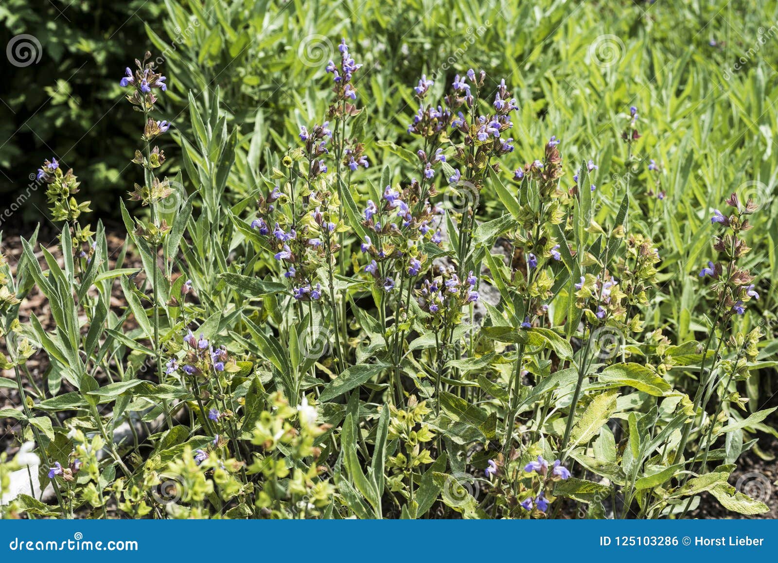 Planta sabia en flor foto de archivo. Imagen de mentol - 125103286