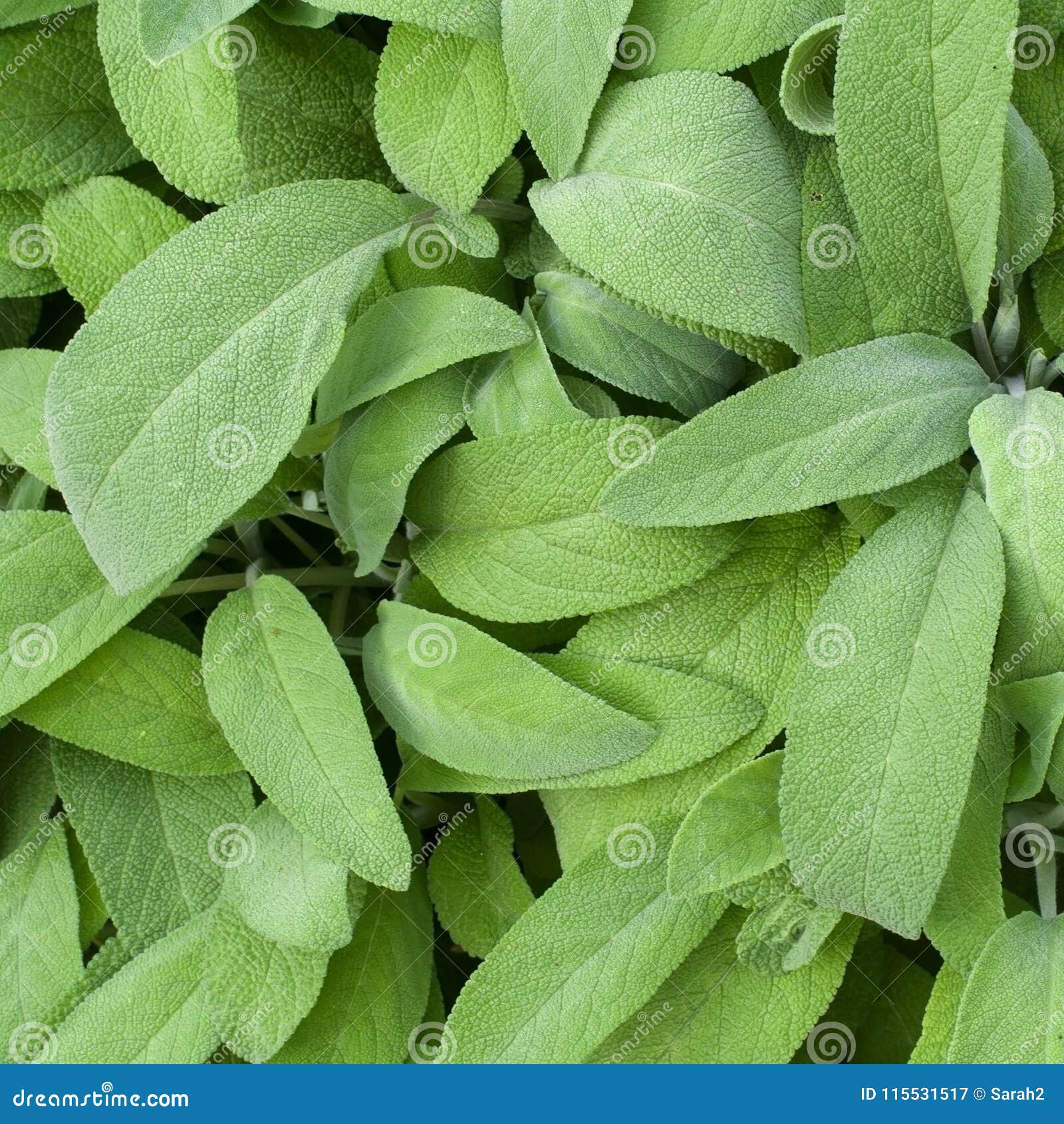Planta Sabia, Officinalis De Salvia Imagen de archivo - Imagen de ...