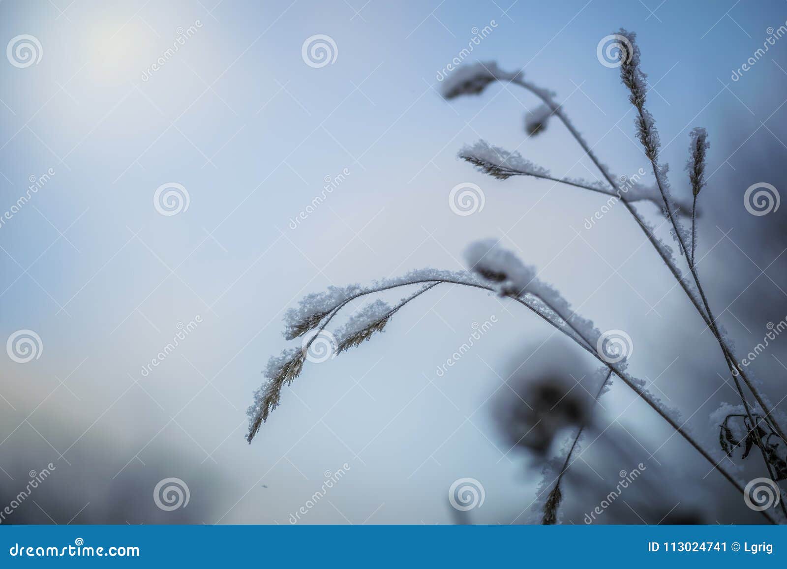 Planta Seca Cubierta Con Nieve Imagen de archivo - Imagen de febrero ...