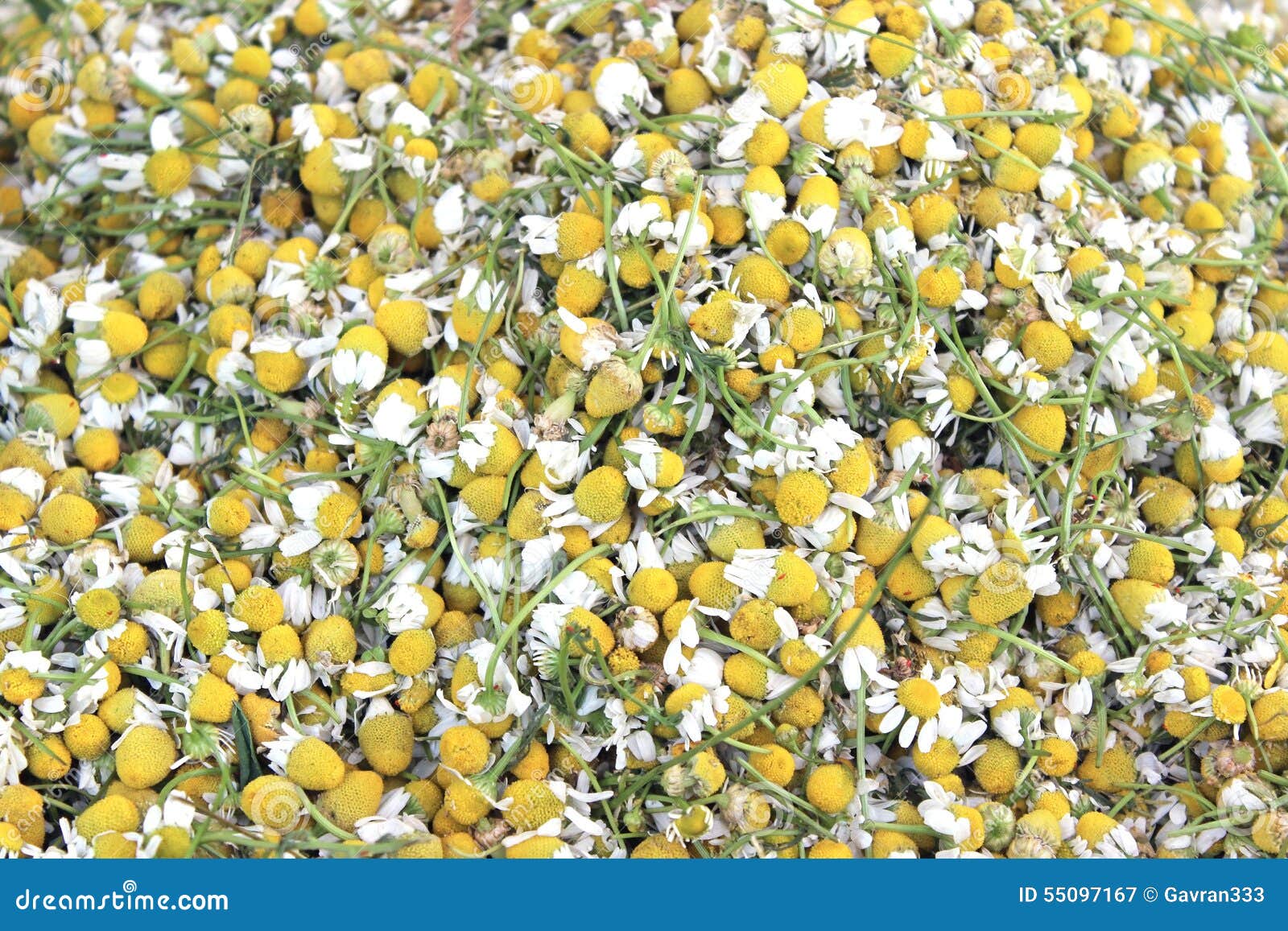 Planta Seca De La Manzanilla Imagen de archivo - Imagen de alternativa ...