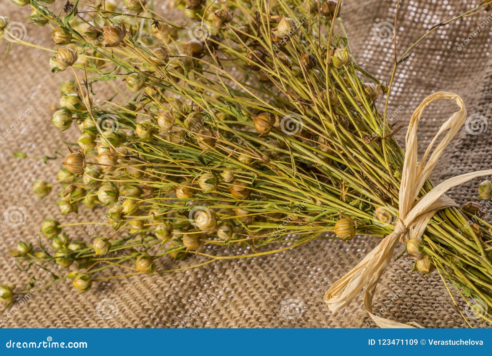 Planta seca do linho imagem de stock. Imagem de seco - 123471109