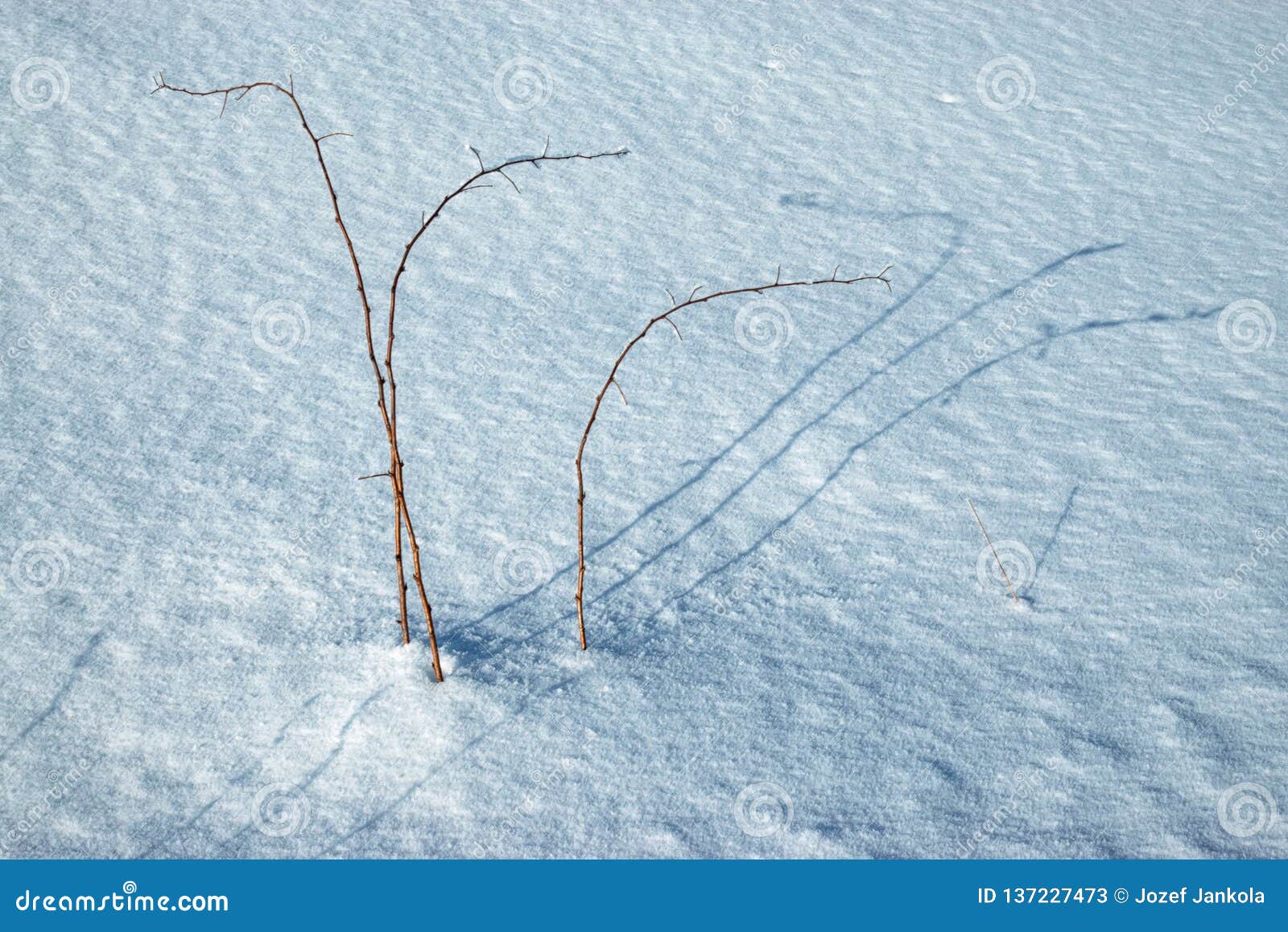 Planta seca en nieve imagen de archivo. Imagen de textura - 137227473