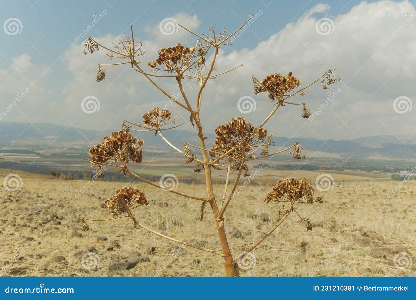 Planta seca imagen de archivo. Imagen de hermoso, florero - 231210381