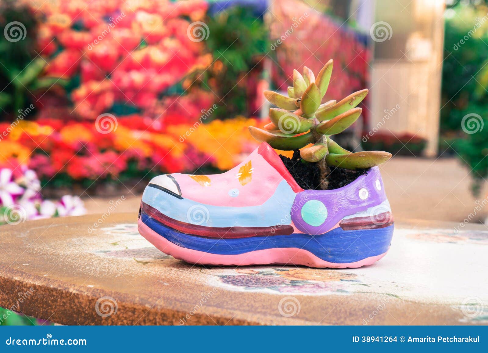 Planta Suculenta En Maceta Zapato-formada Foto de archivo - Imagen de ...