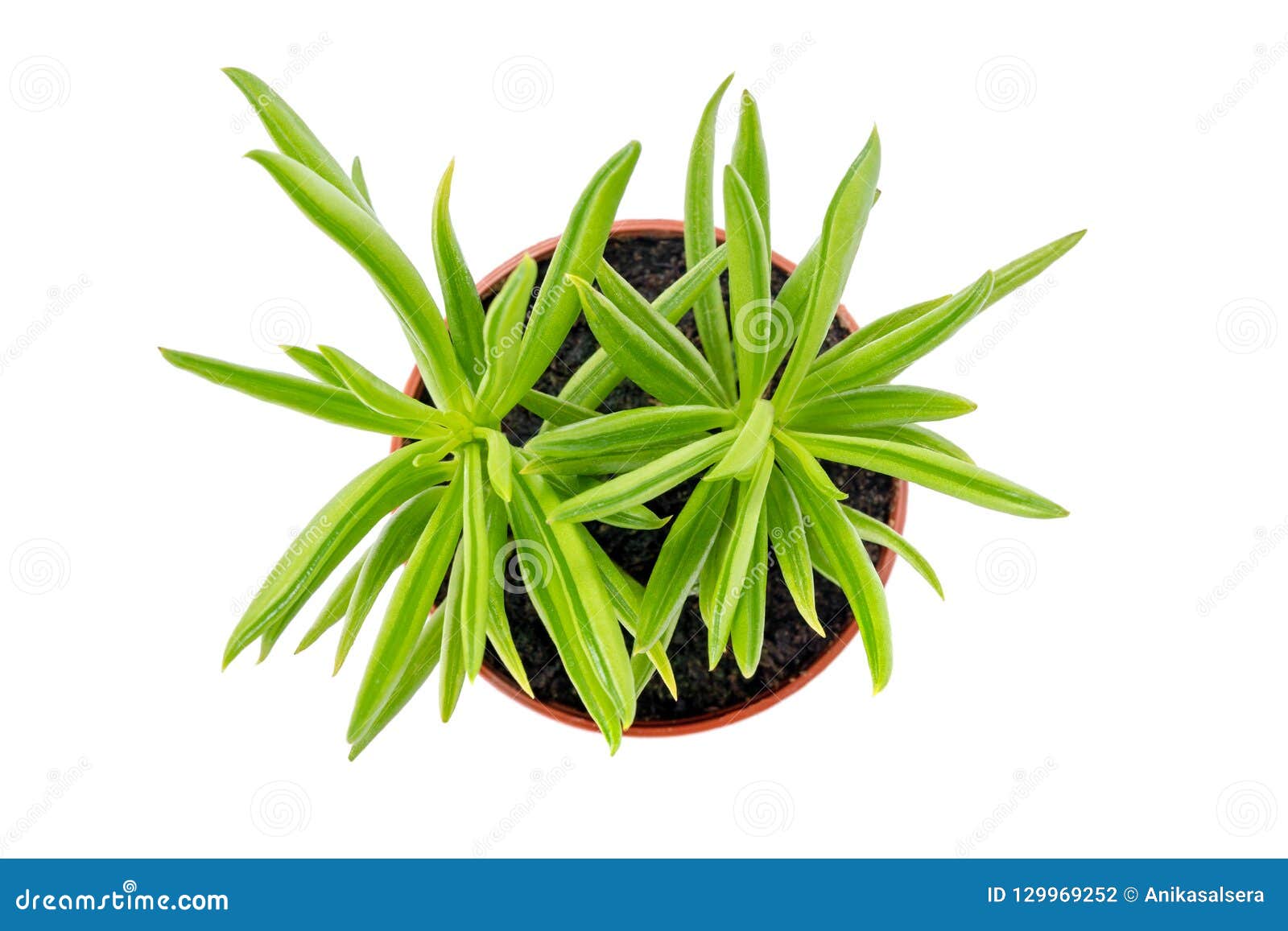 Planta Suculenta Verde Clara Aislada En Blanco Foto de archivo - Imagen ...