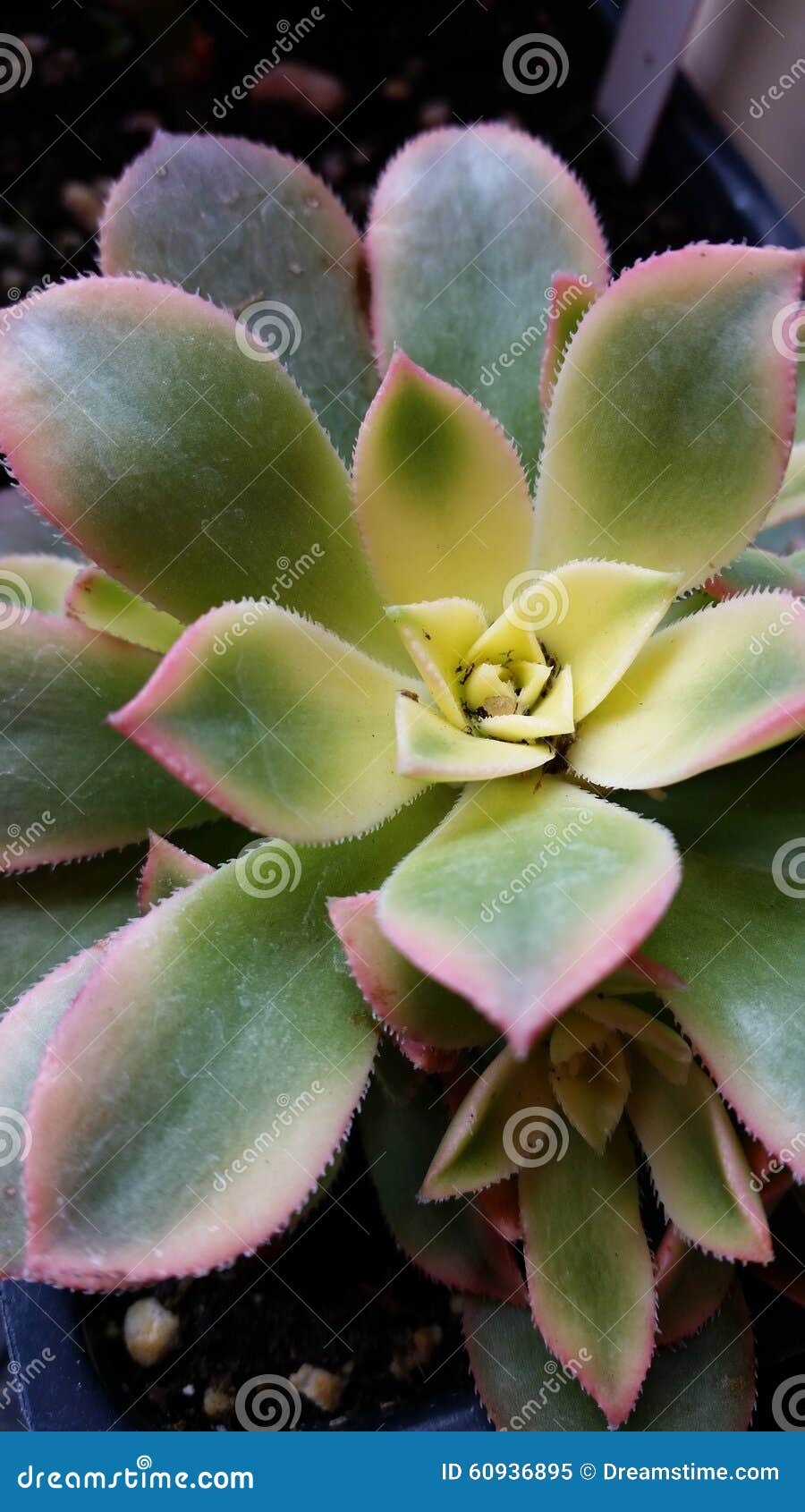 Planta Suculenta Verde Y Amarilla Imagen de archivo - Imagen de estilo ...