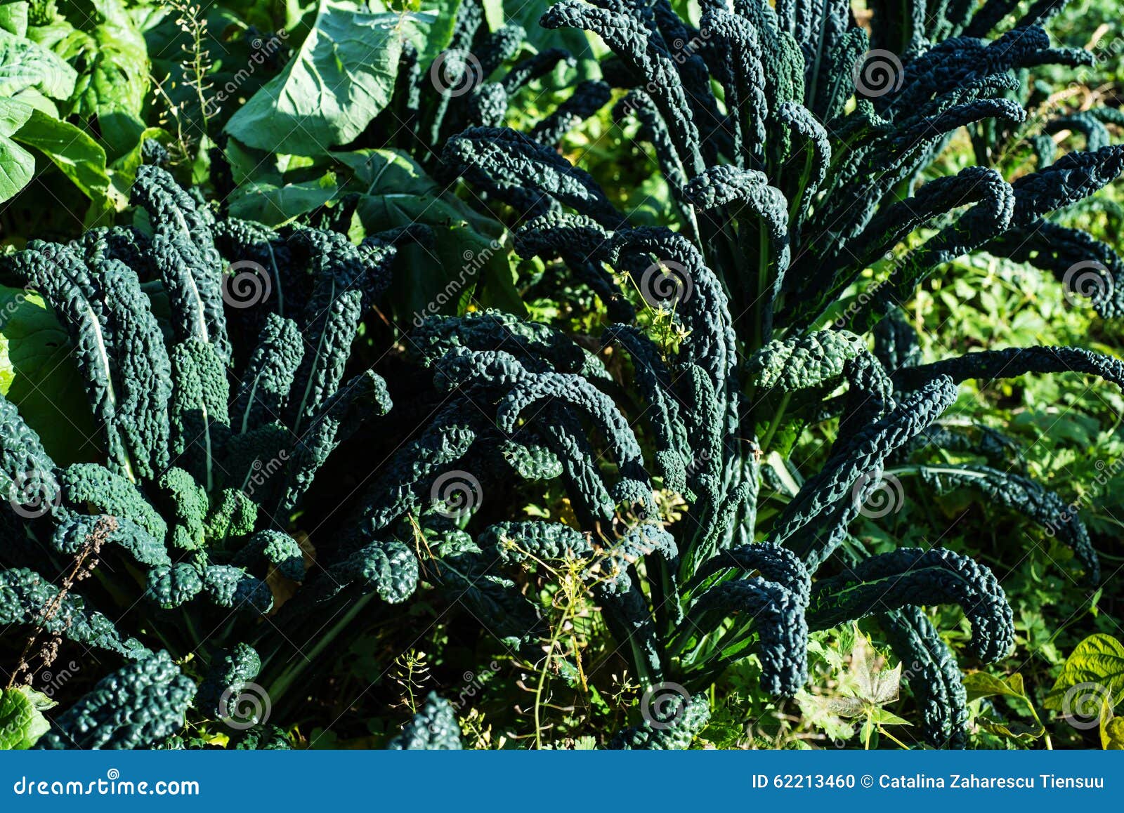 Planta Toscana Negra De La Col Rizada Foto de archivo - Imagen de suelo ...