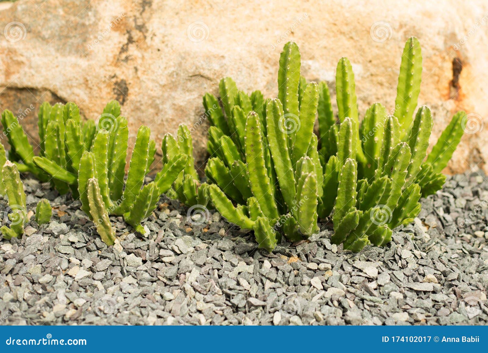 Planta Triangular Del Cactus Euforbio En El Fondo De La Roca. Imagen de ...