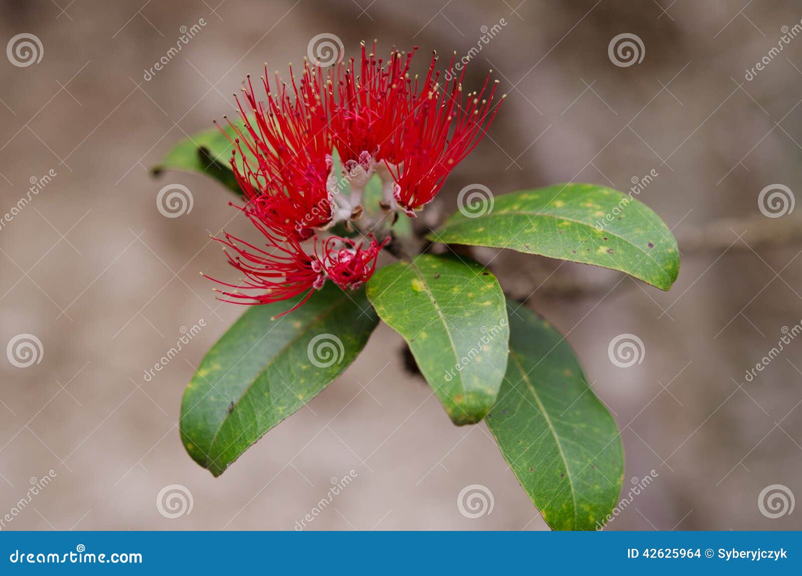 Planta Tropical - Polymorpha De Metrosideros Foto de archivo - Imagen ...