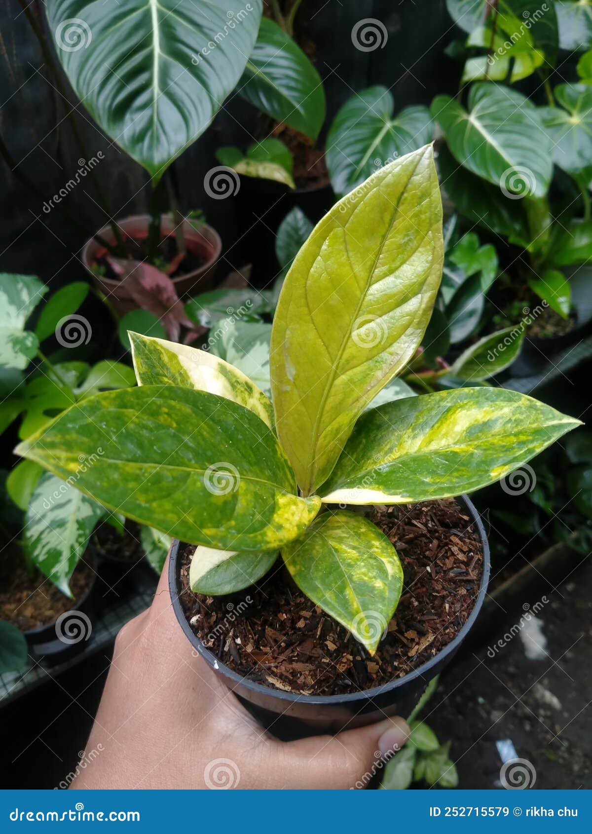 Planta Variegada De Anthurium Genmani Imagem de Stock - Imagem de ...