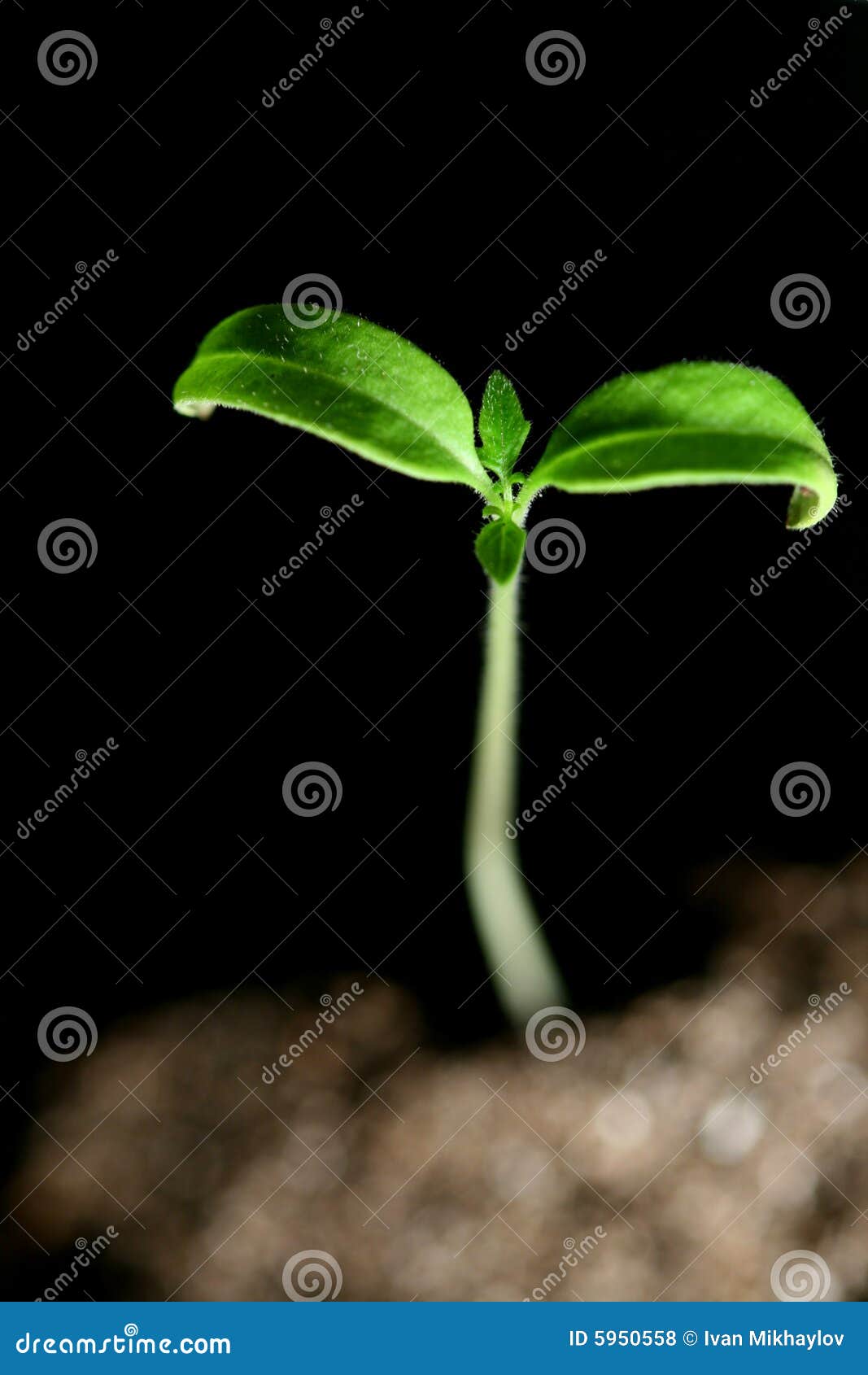 Planta verde foto de archivo. Imagen de acertado, idea - 5950558