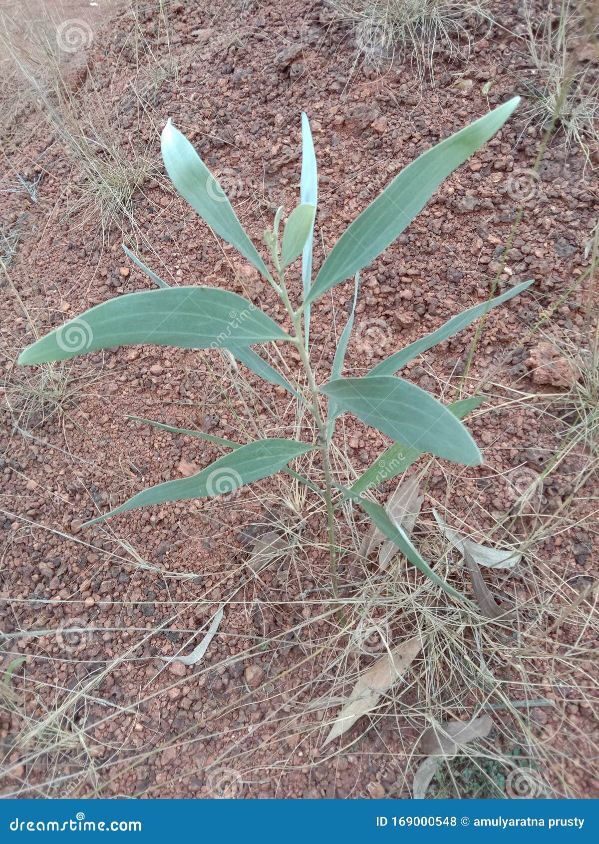 Planta verde Akasi foto de archivo. Imagen de suelo - 169000548