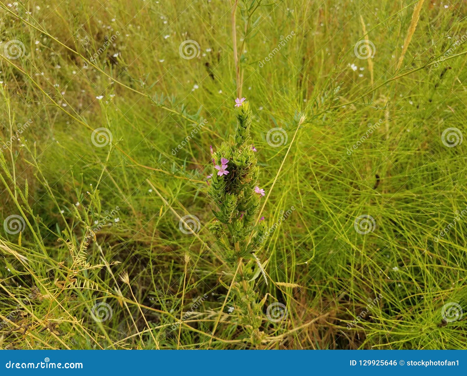 Planta Verde Com As Flores Cor-de-rosa Pequenas E Grama Verde Foto de ...