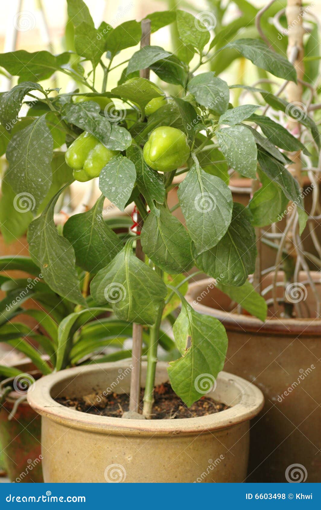 Planta Verde Da Pimenta De Bell Do Pimentão Foto de Stock - Imagem de ...