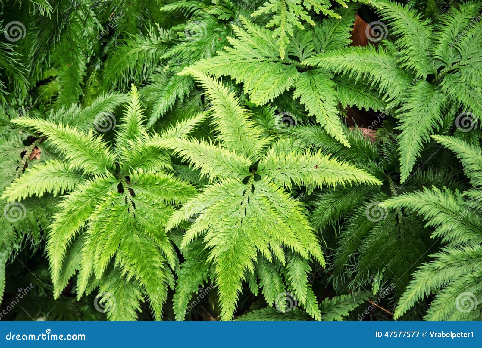 Planta verde de la selva imagen de archivo. Imagen de colores - 47577577