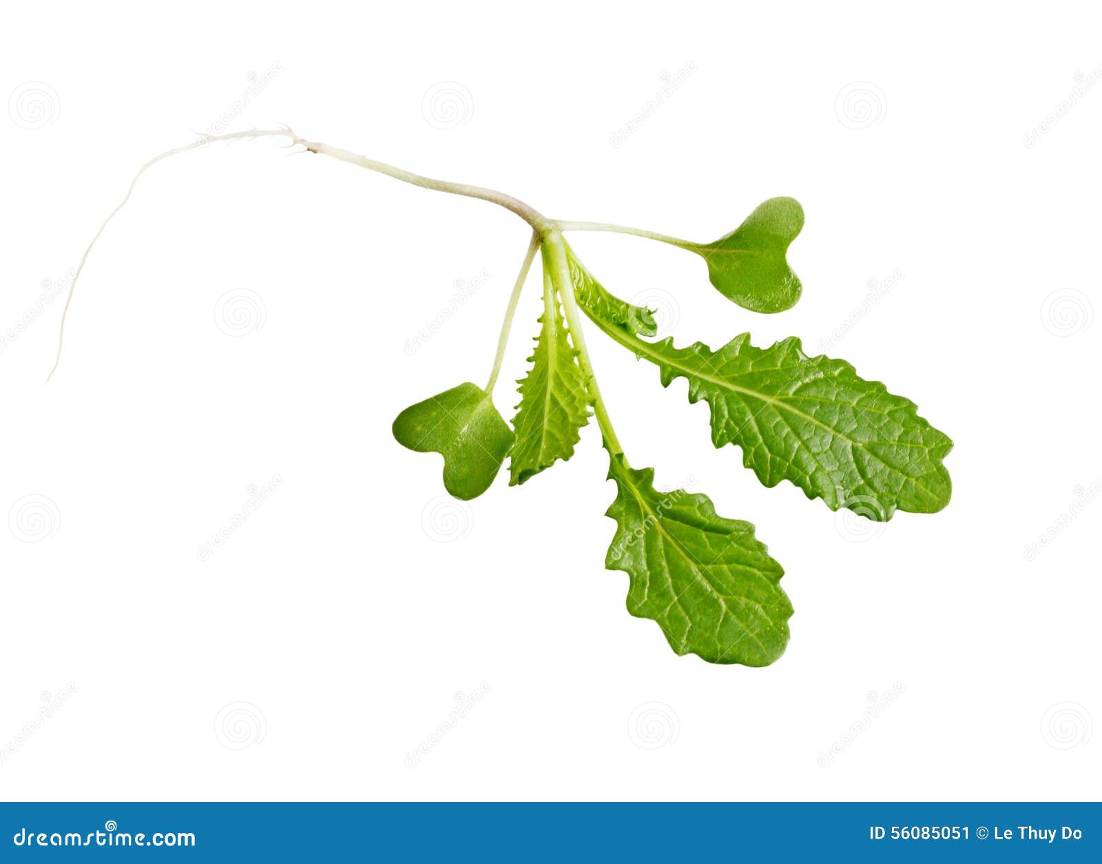 Planta verde de mostaza imagen de archivo. Imagen de hoja - 56085051