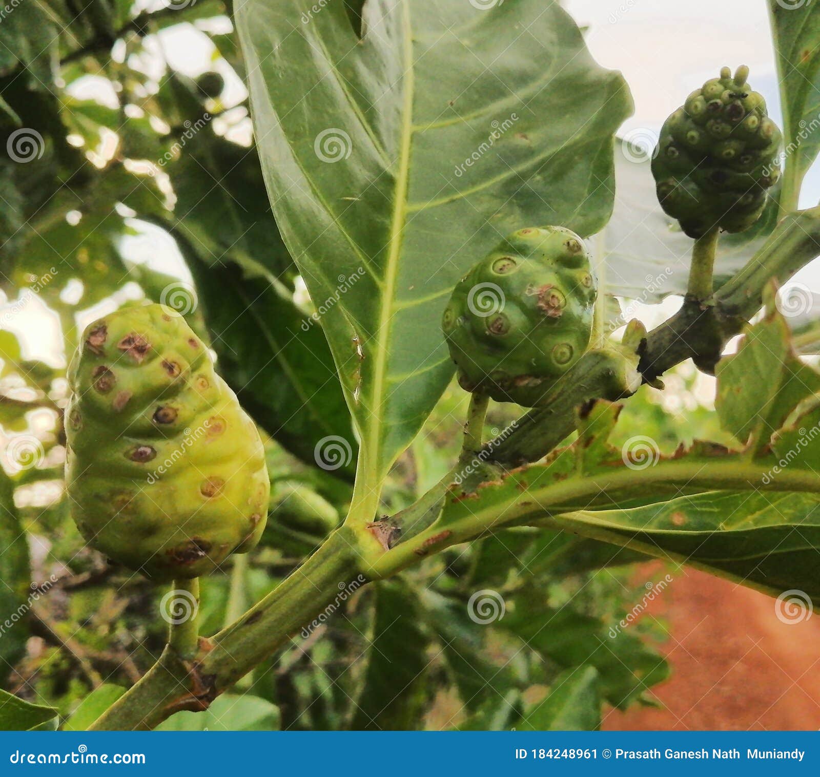 Planta verde de nuna imagen de archivo. Imagen de licencia - 184248961