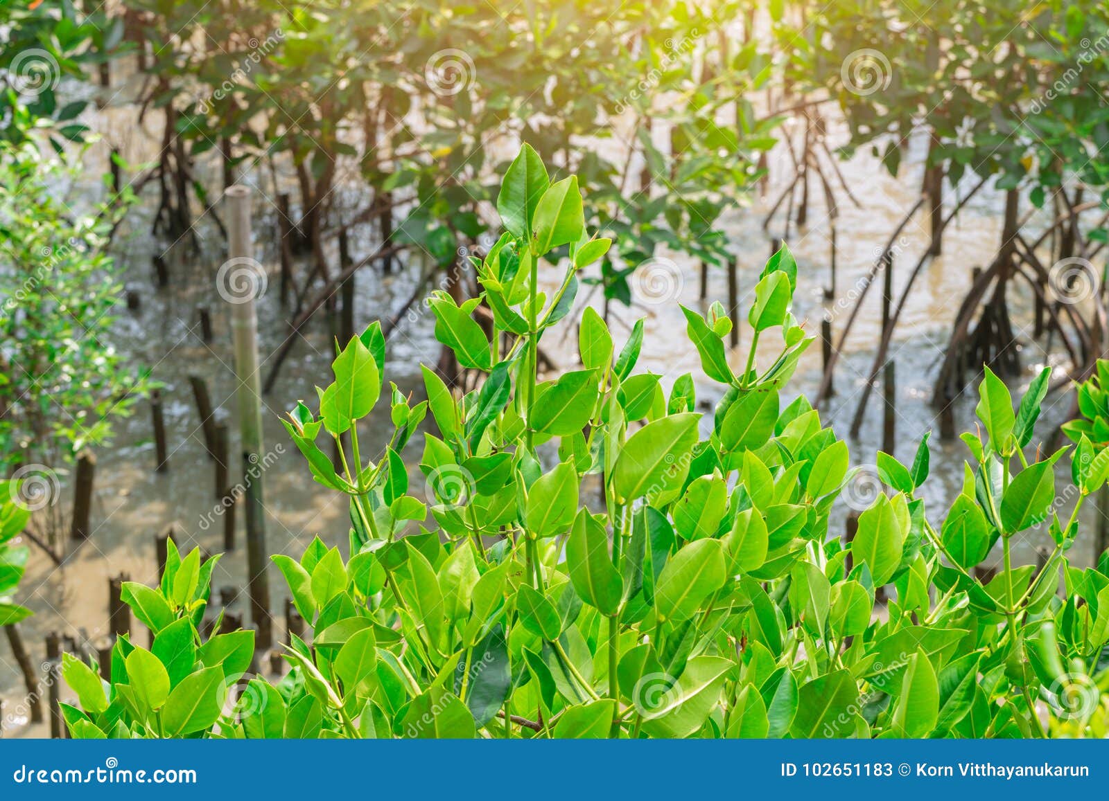 Planta verde del mangle imagen de archivo. Imagen de travieso - 102651183