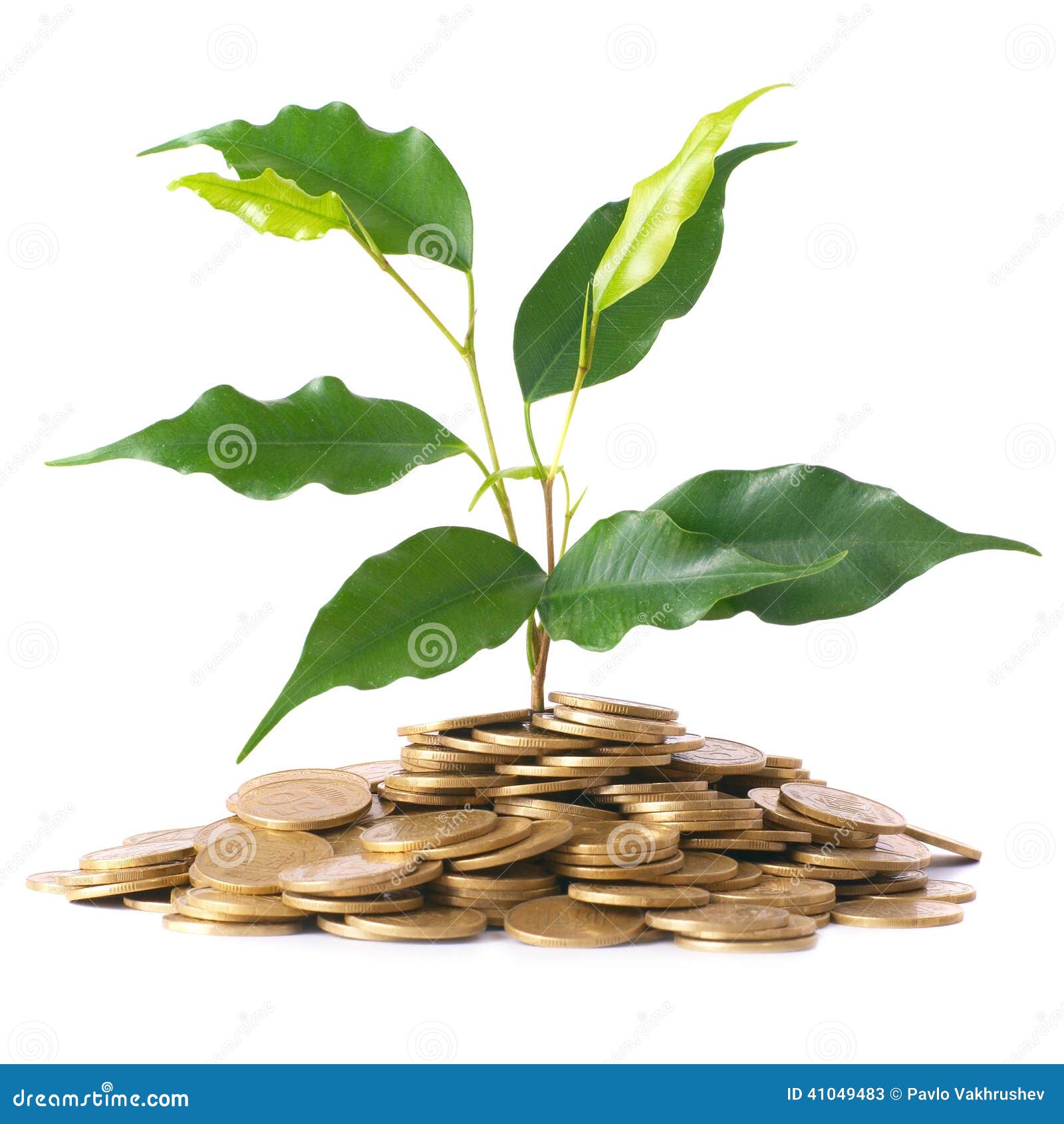 Planta Verde Que Crece De Las Monedas Imagen de archivo - Imagen de ...