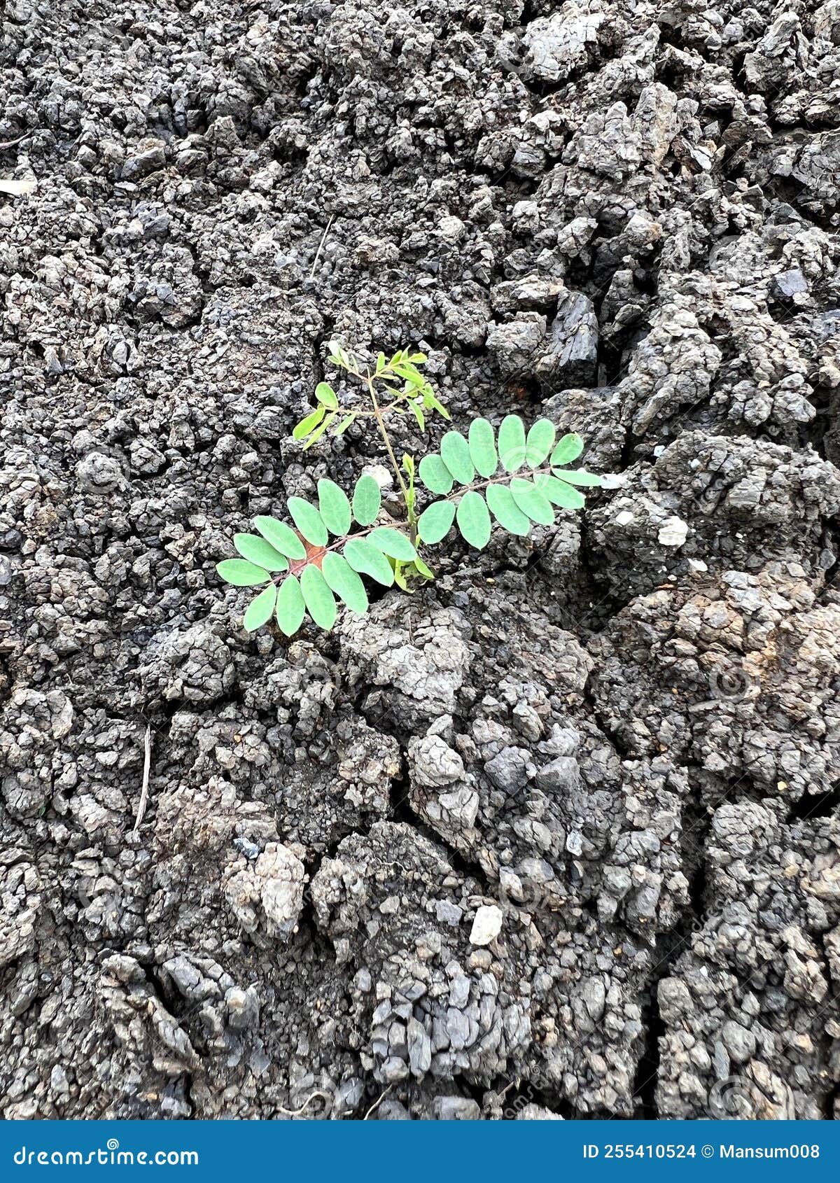 Planta Verde Que Crece En El Suelo Foto de archivo - Imagen de grieta ... Planta Verde Que Crece En El Suelo Foto de archivo - Imagen de grieta ...