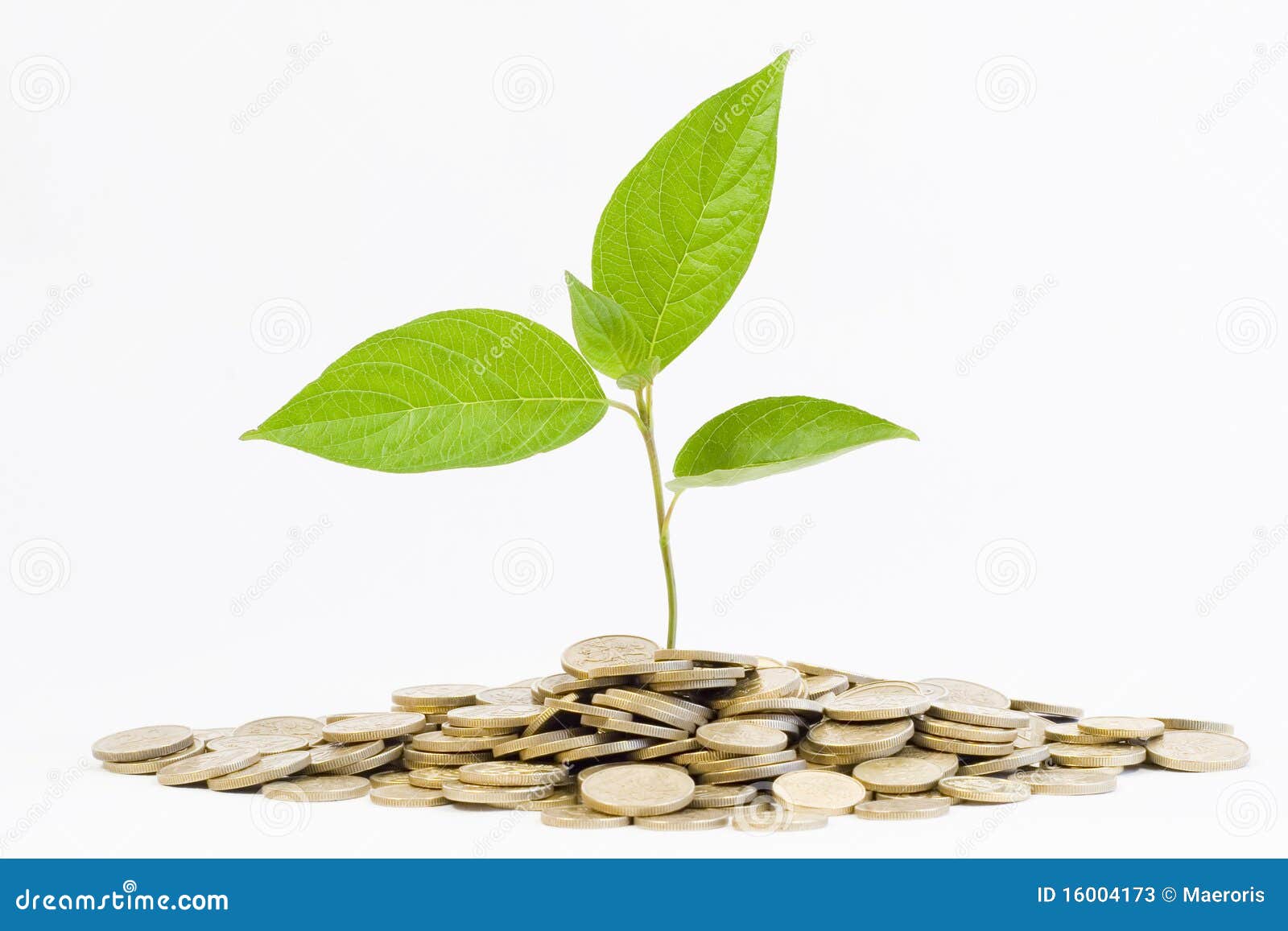 Planta verde y monedas imagen de archivo. Imagen de crezca - 16004173
