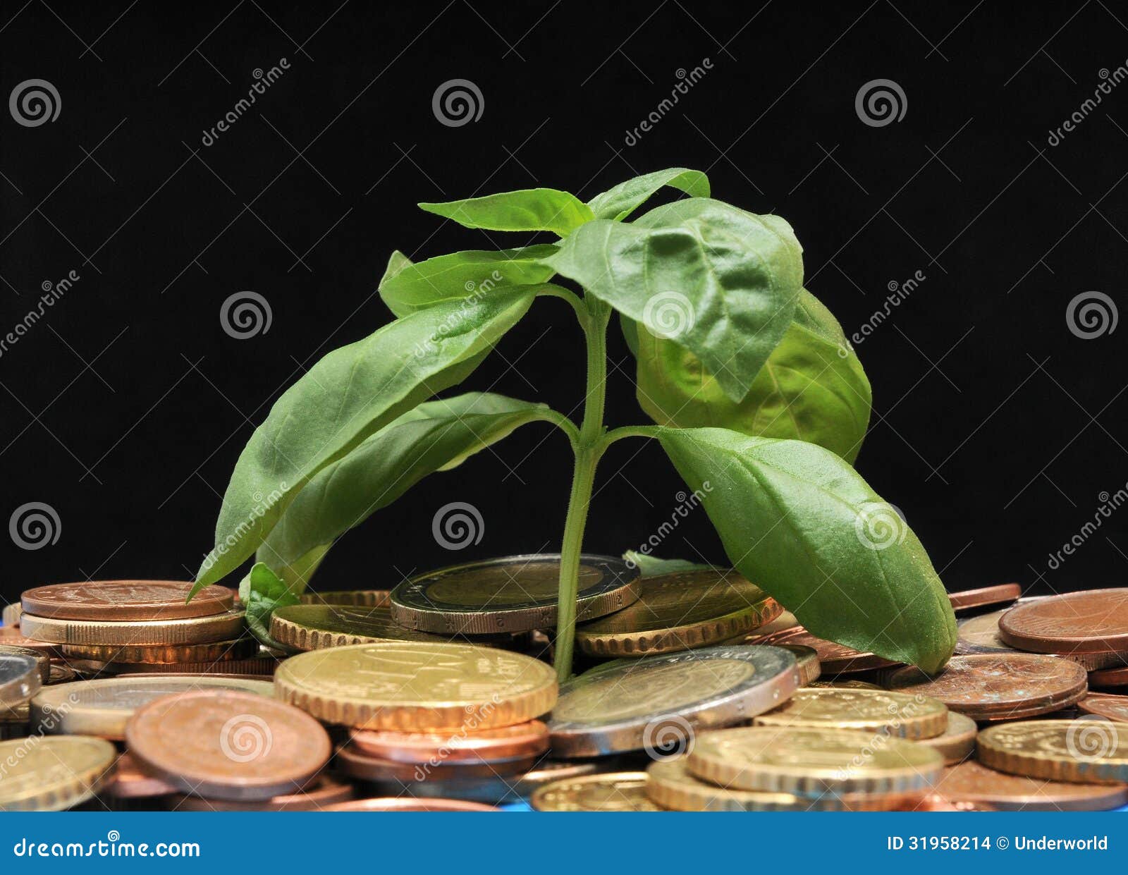 Planta verde y monedas foto de archivo. Imagen de moneda - 31958214