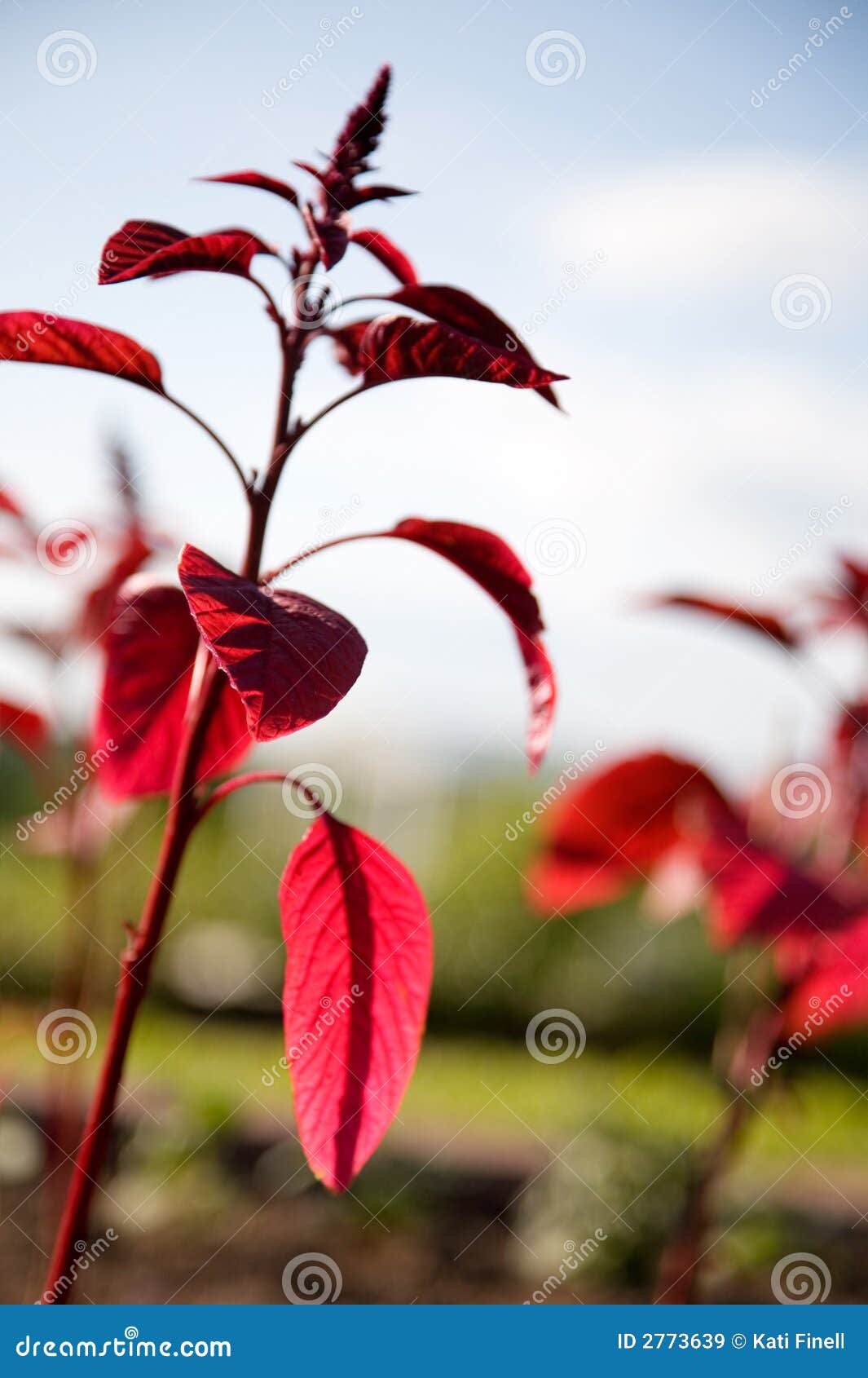 Planta vermelha imagem de stock. Imagem de crescimento - 2773639